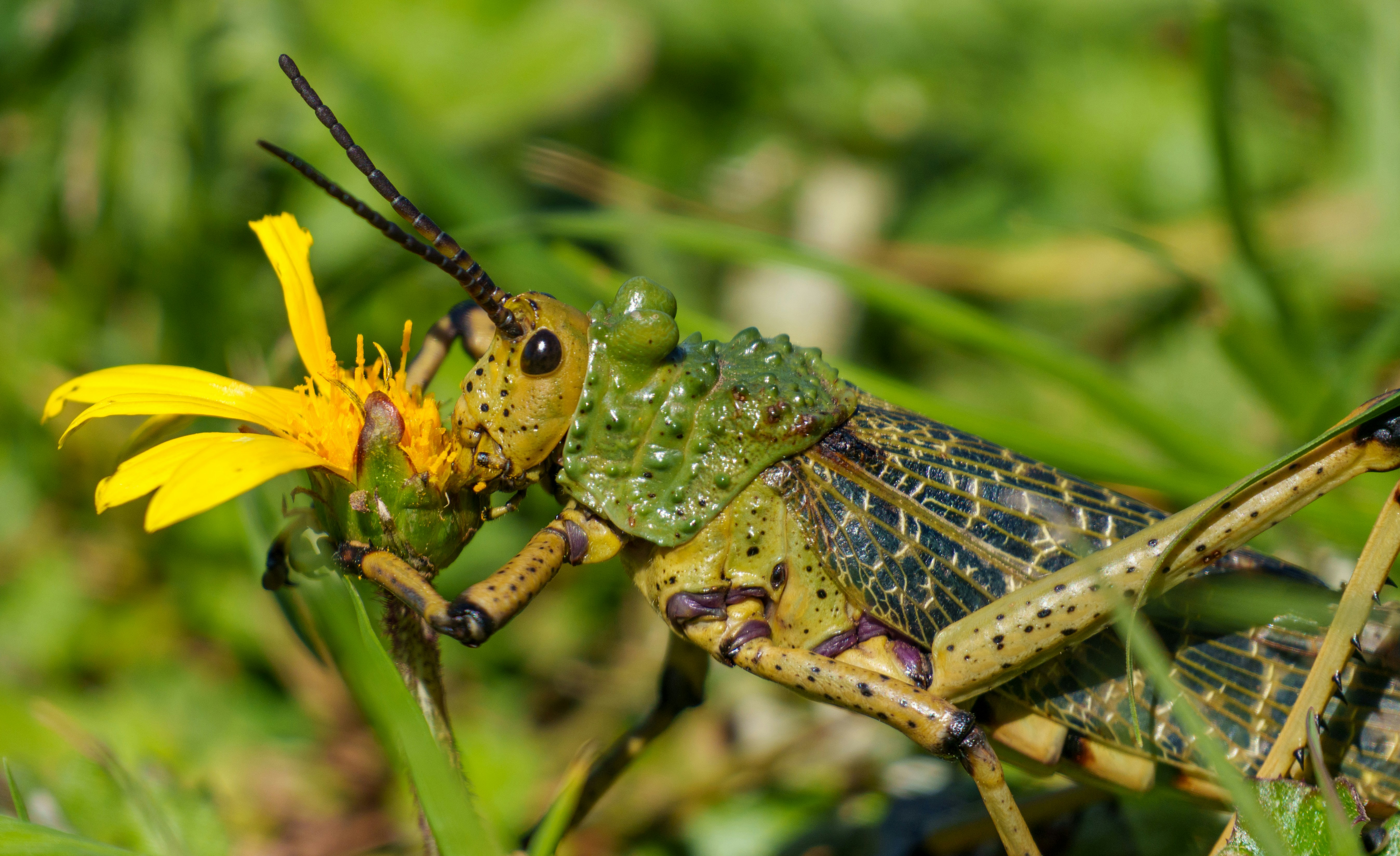 A grasshopper eats a sunflower.