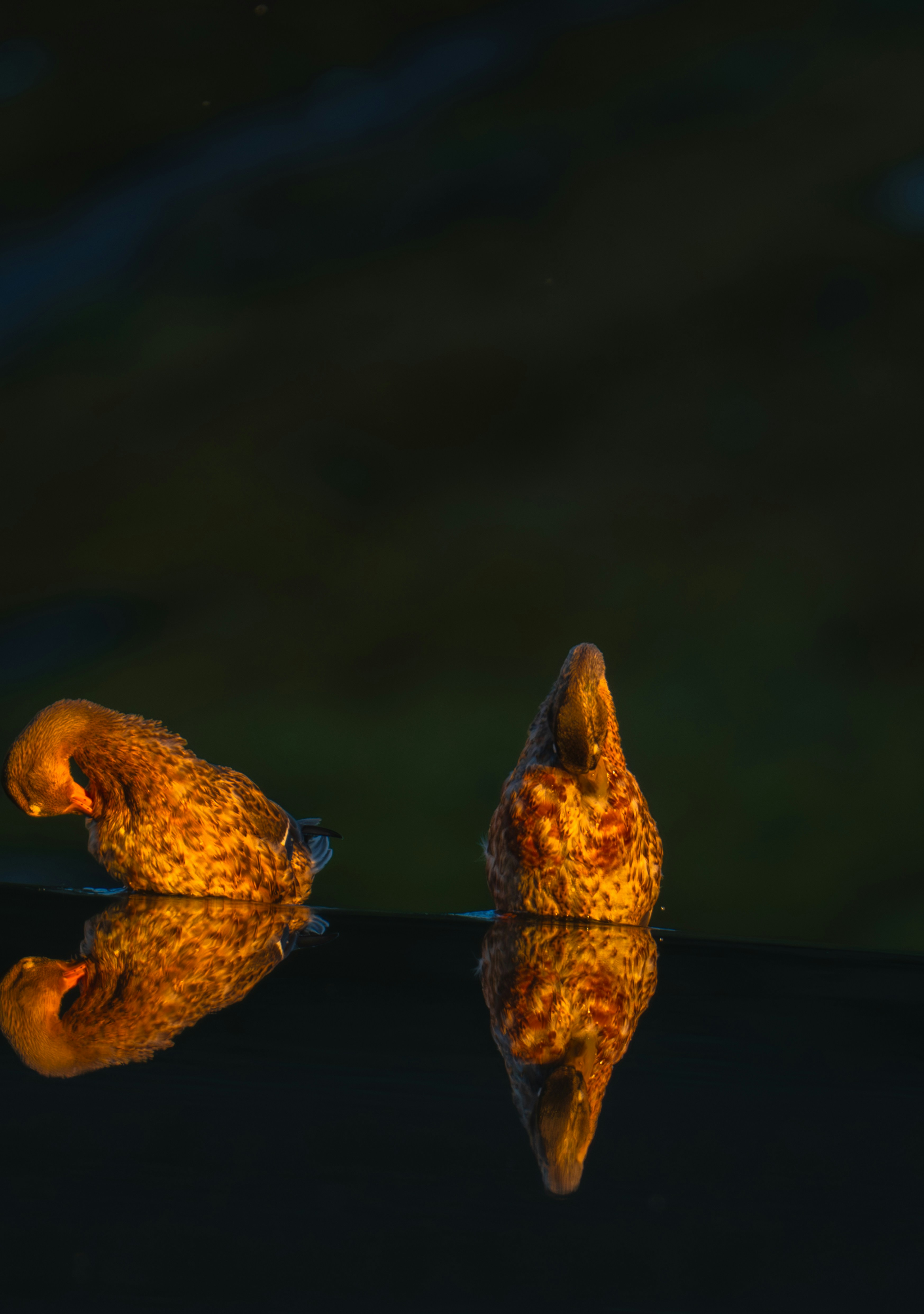 Two speckled birds reflected in dark water