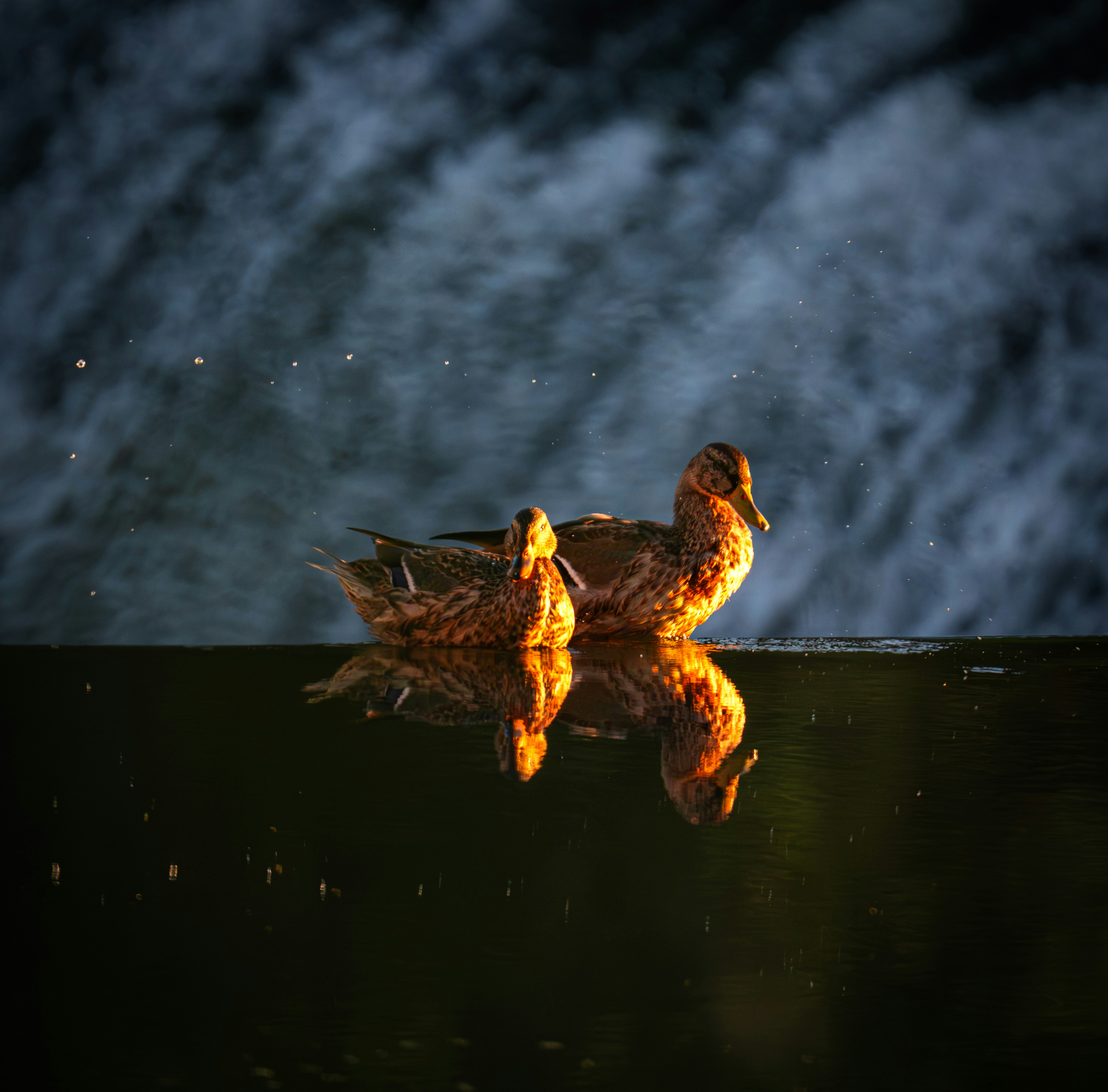 Two ducks reflected in dark water at sunset.