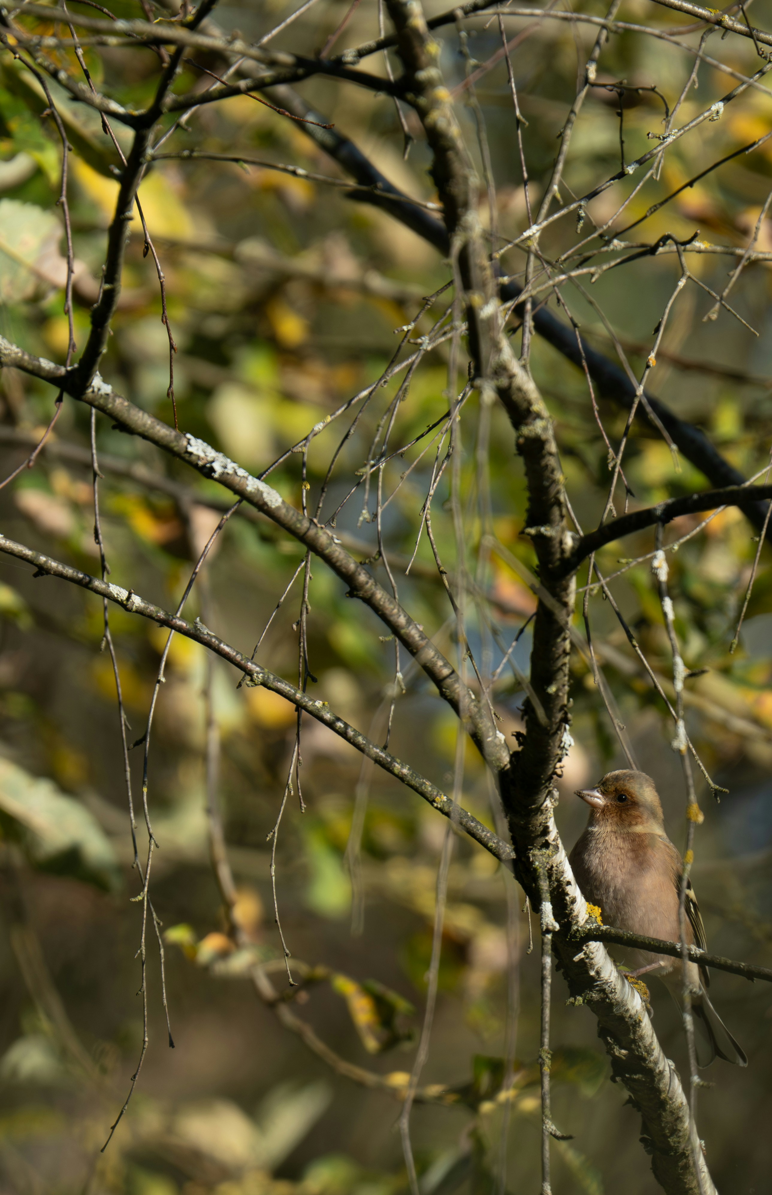 A small bird perches on a tree branch.