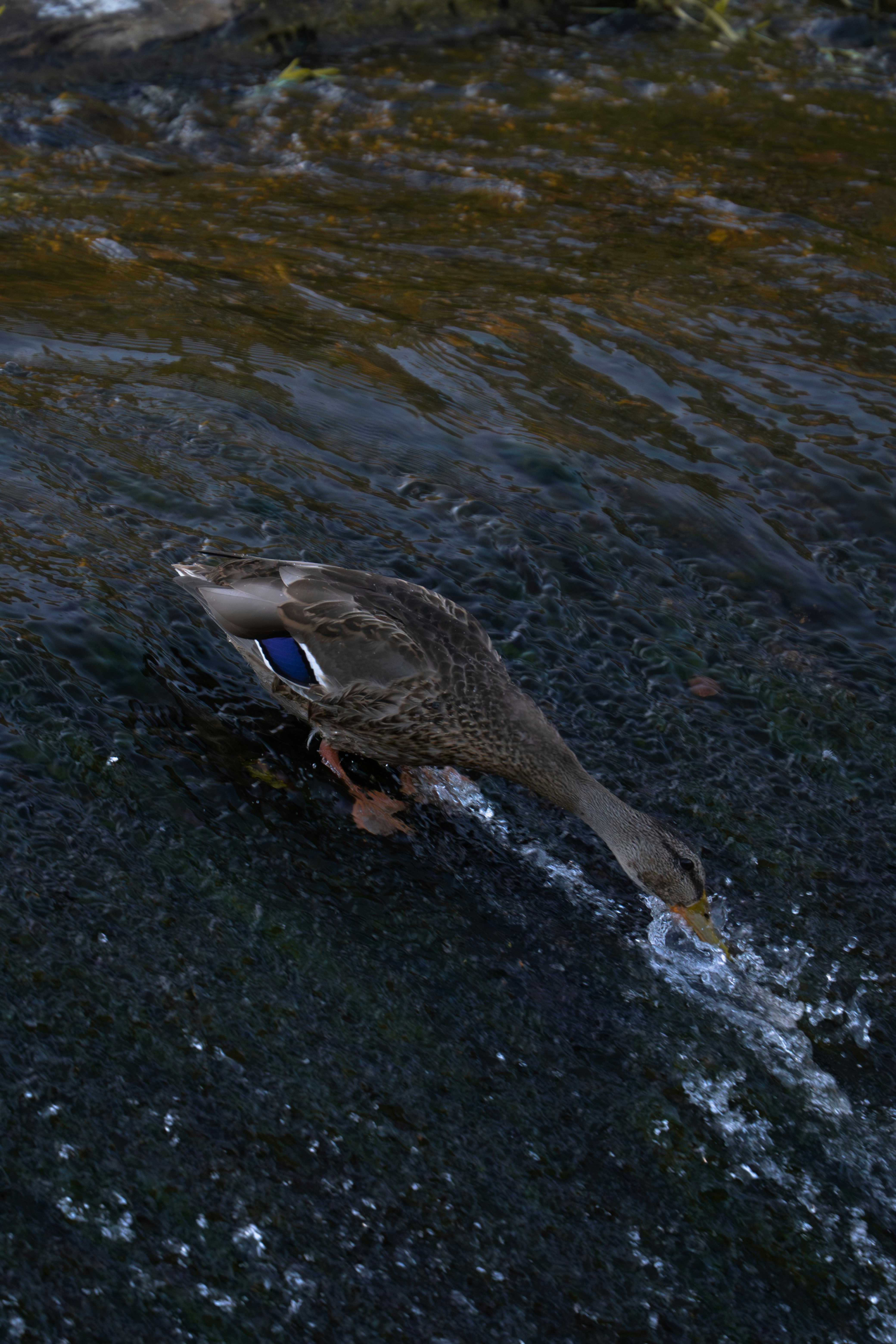 A duck foraging in a gently flowing stream, with water splashing around its beak as it searches for food.