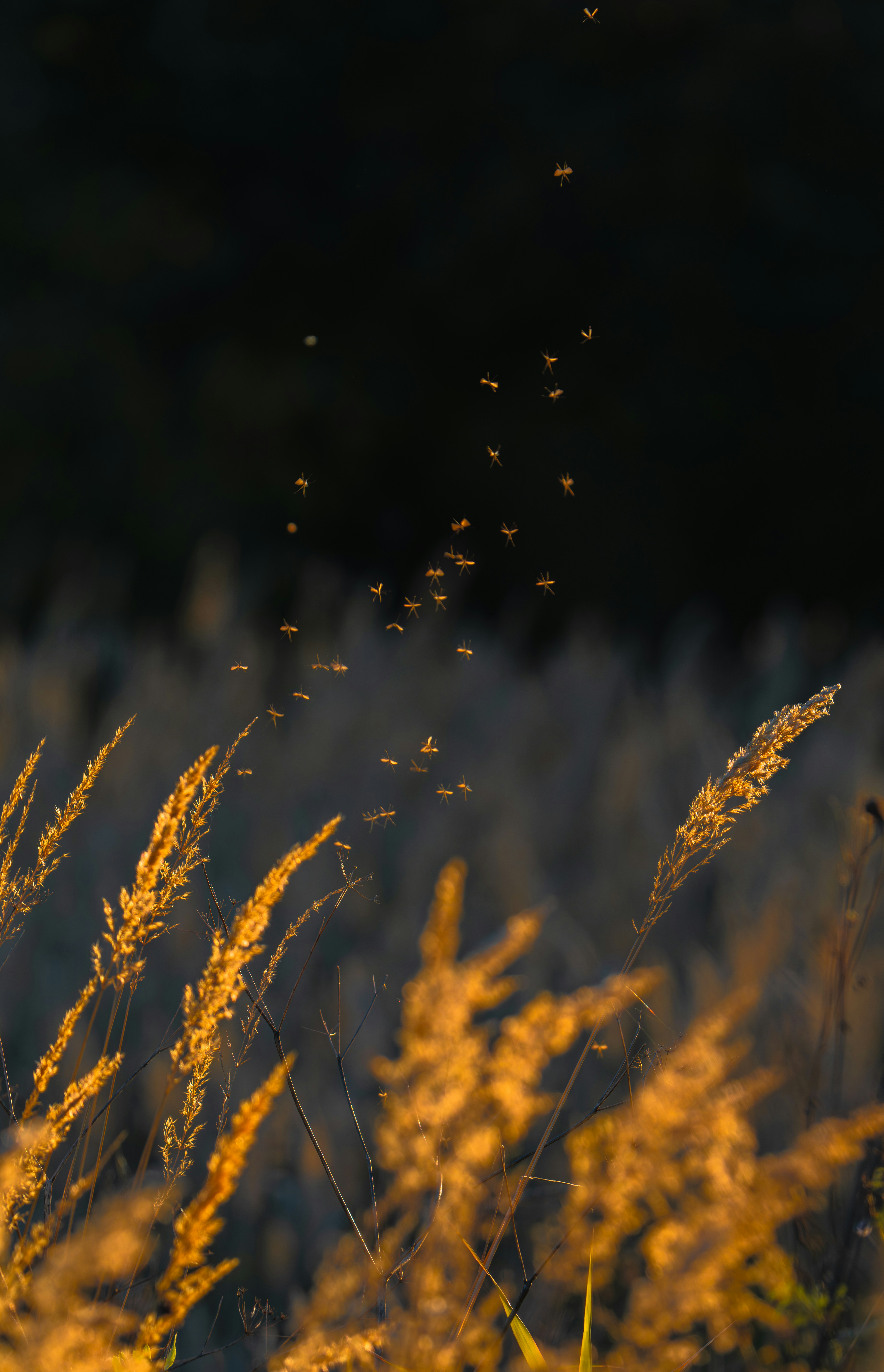 Whispers of the Golden Field