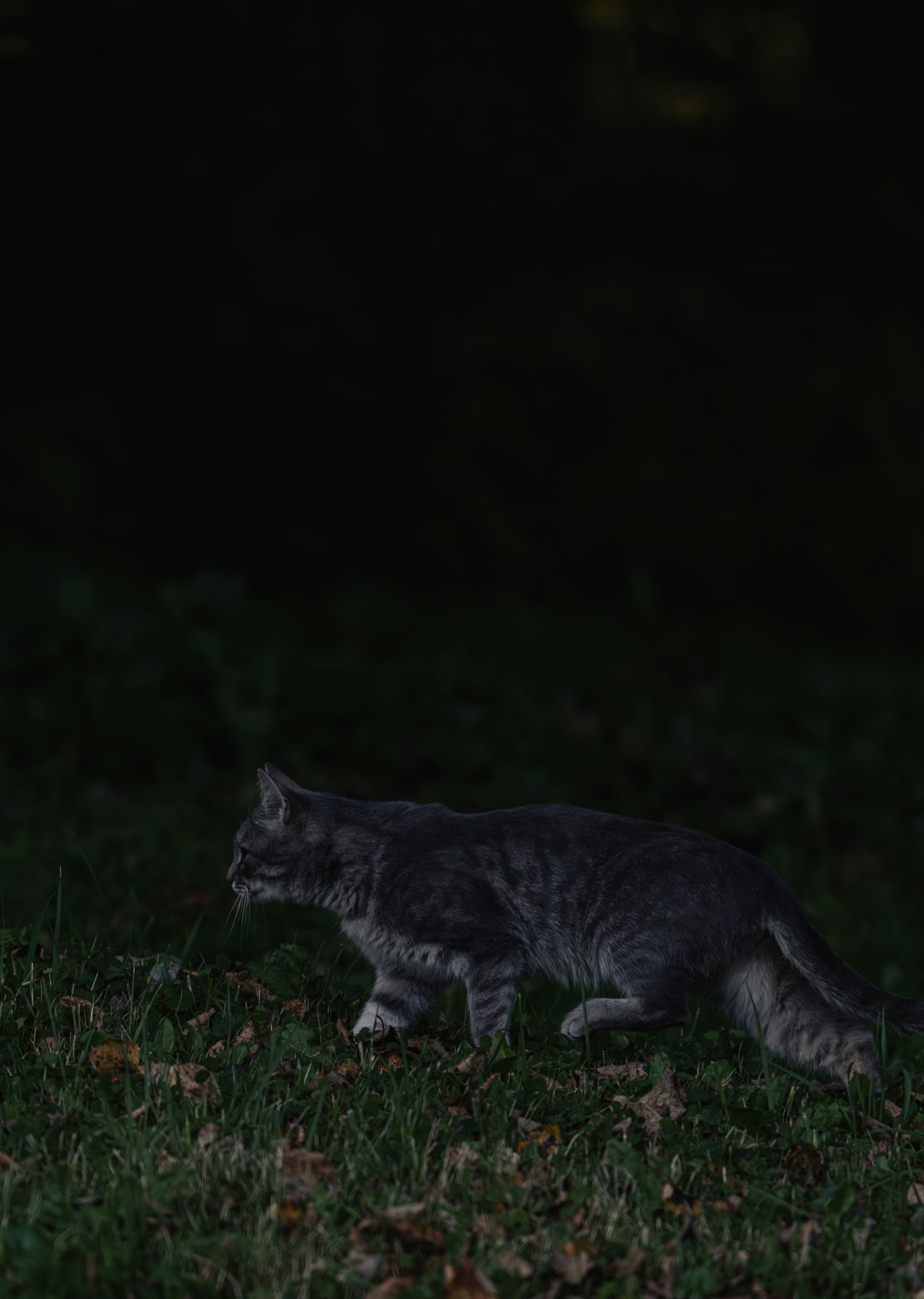 A gray cat stealthily prowling through a dimly lit forest, surrounded by scattered autumn leaves.