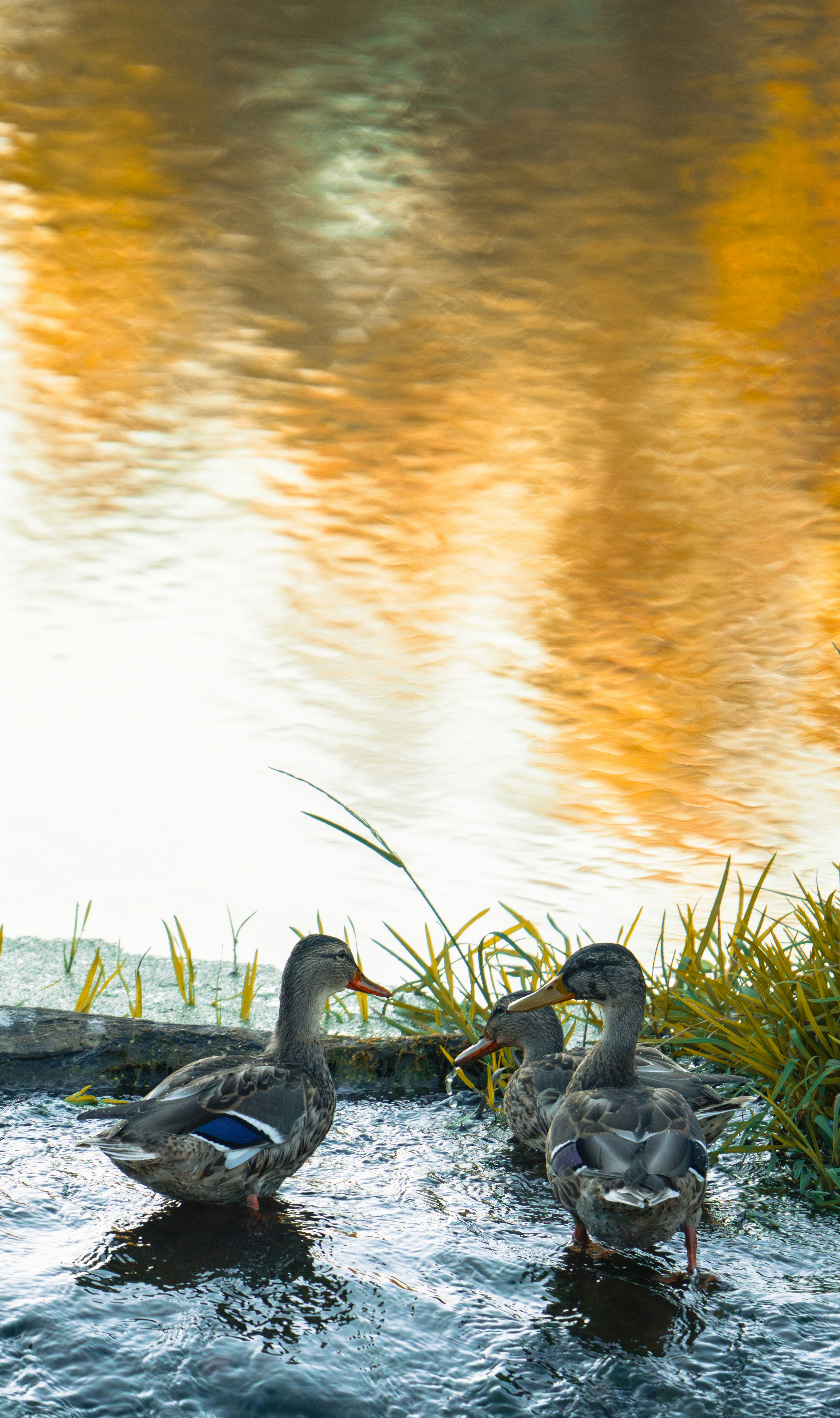 Whispers of Autumn: Ducks in a Golden Reflection