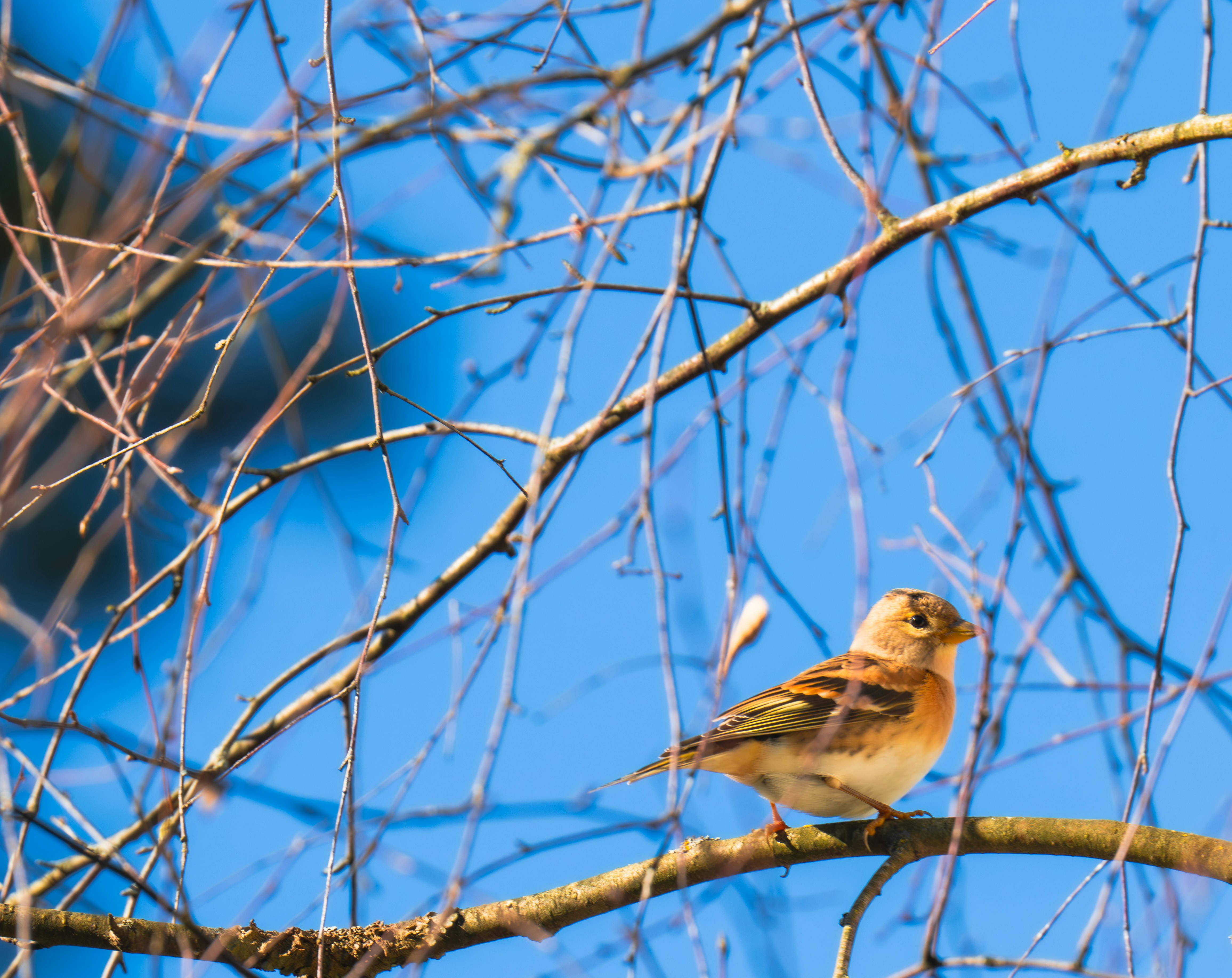 A small bird perched on a bare tree branch.