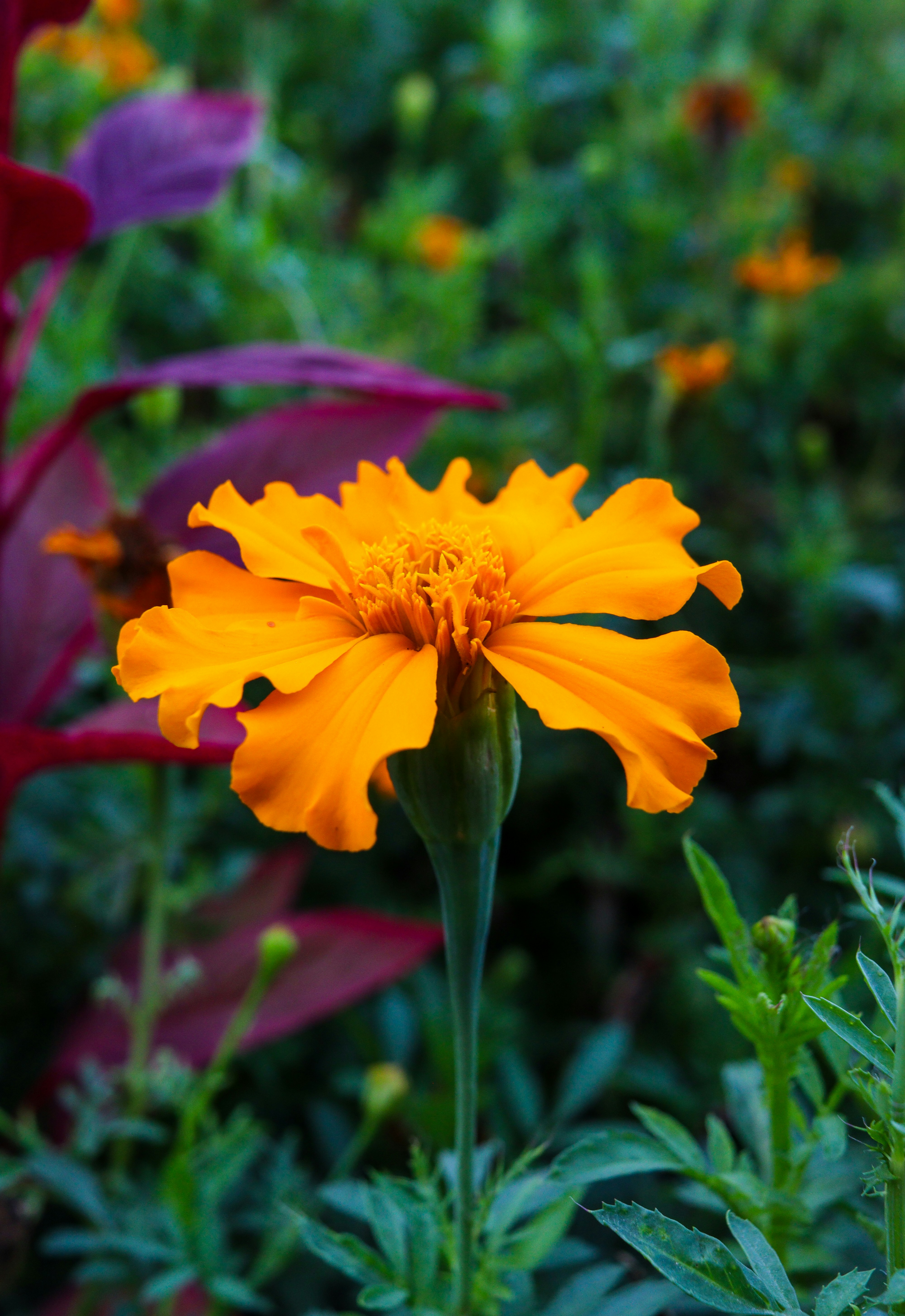 Vibrant orange marigold flower stands tall against a lush green backdrop, highlighting its intricate petals and natural beauty.