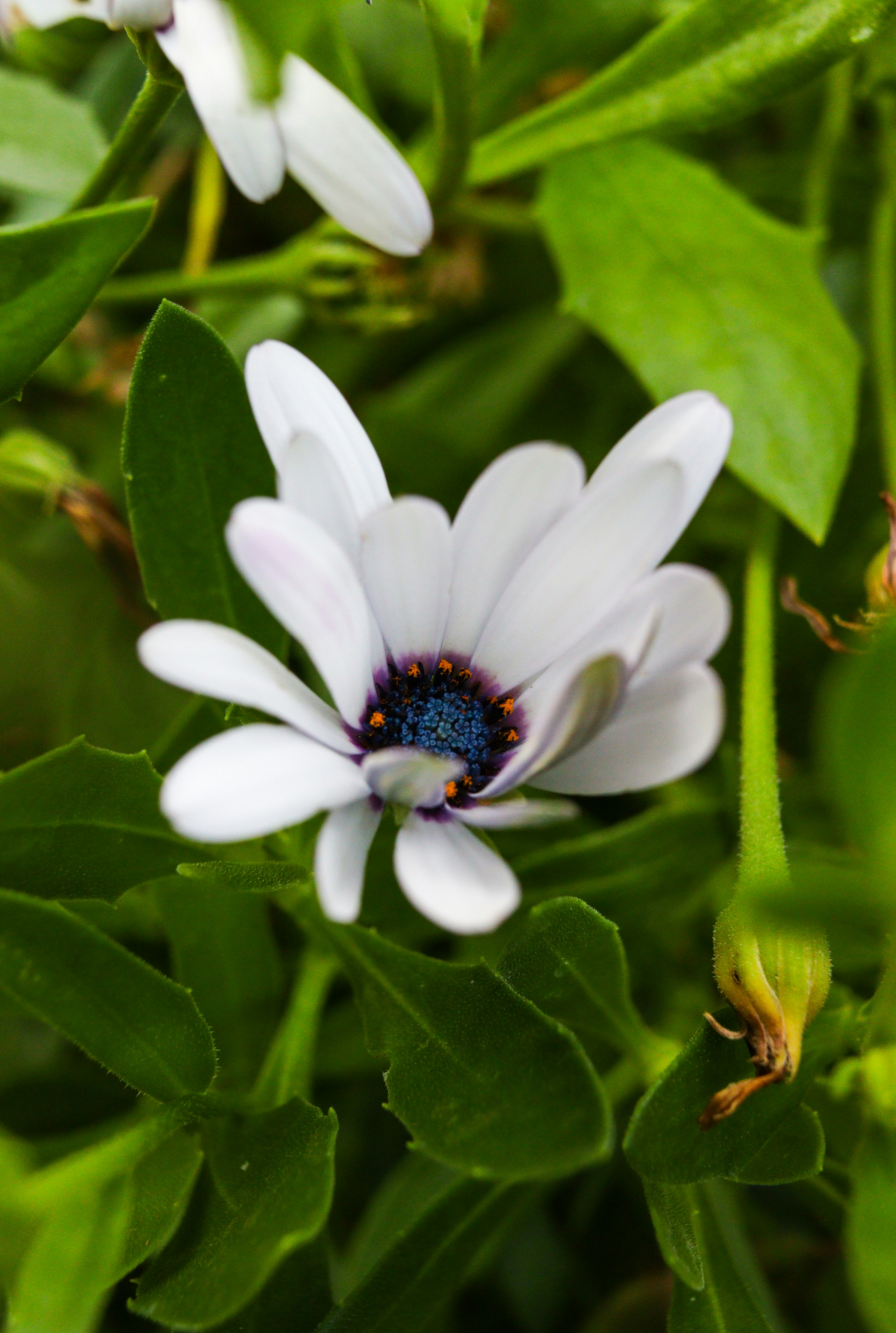 Delicate Bloom Amidst Lush Greenery