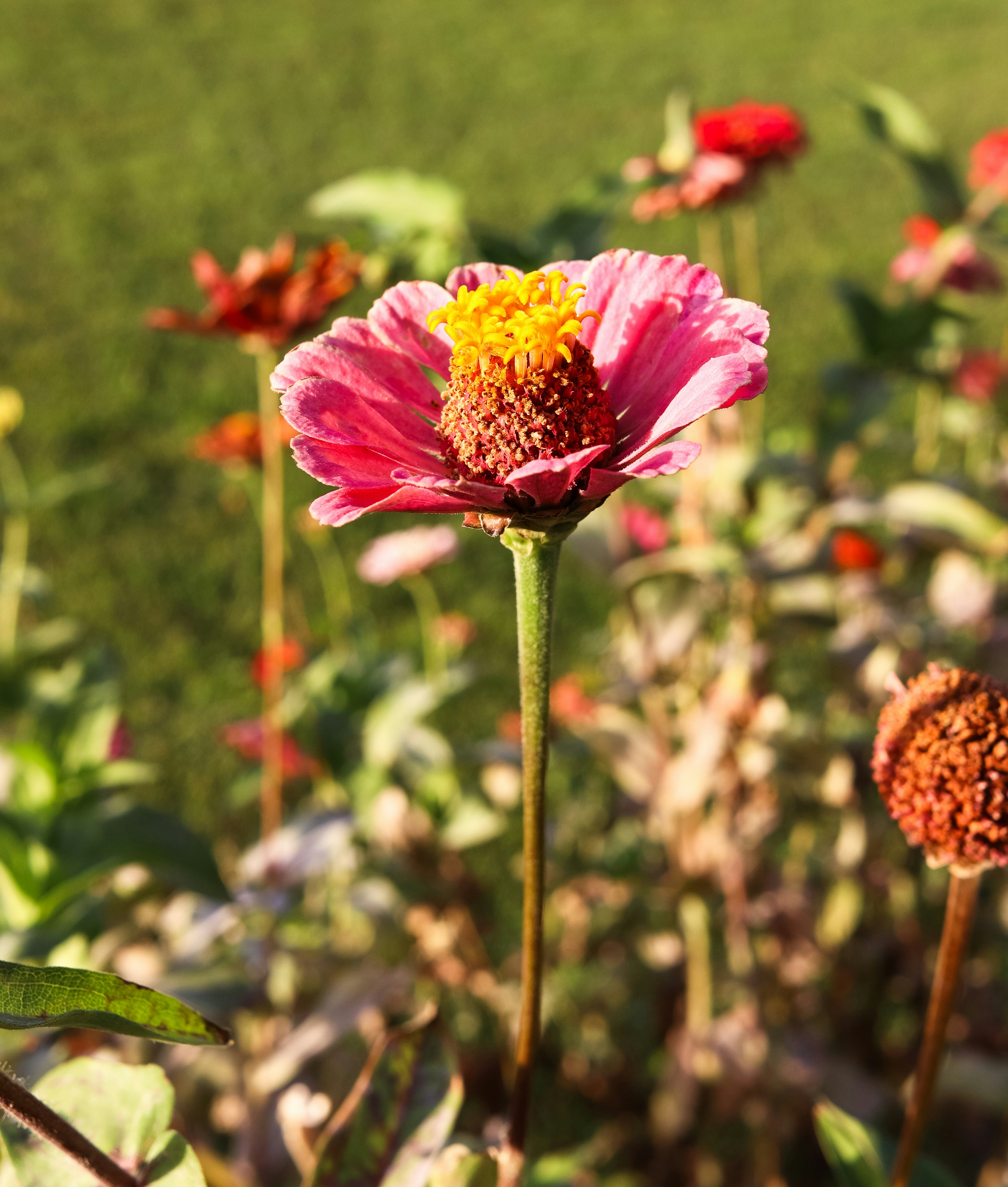 Sunlit Pink Zinnia Rising Above a Field of Blooms