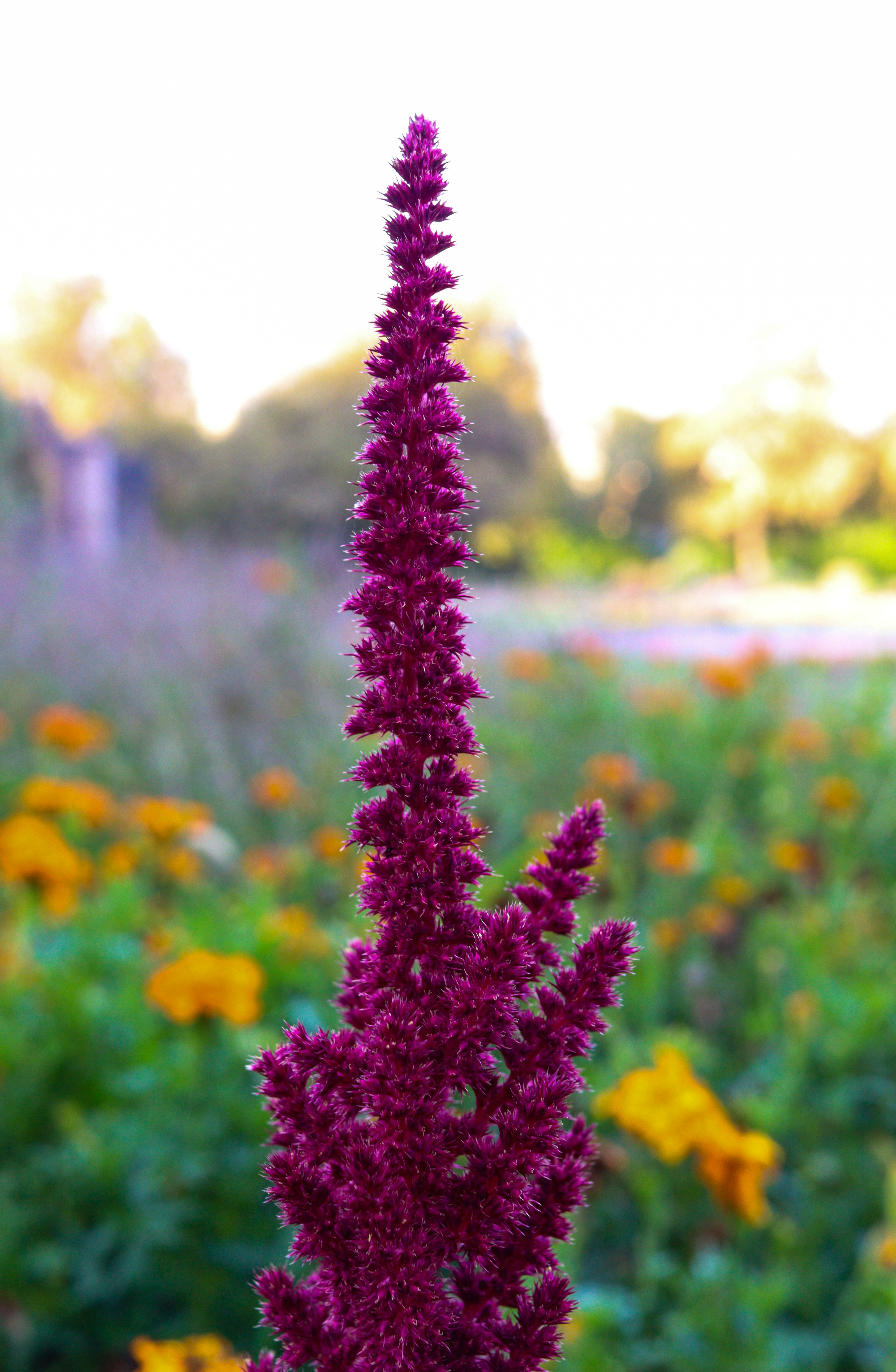 The Vibrant Pinnacle of Nature