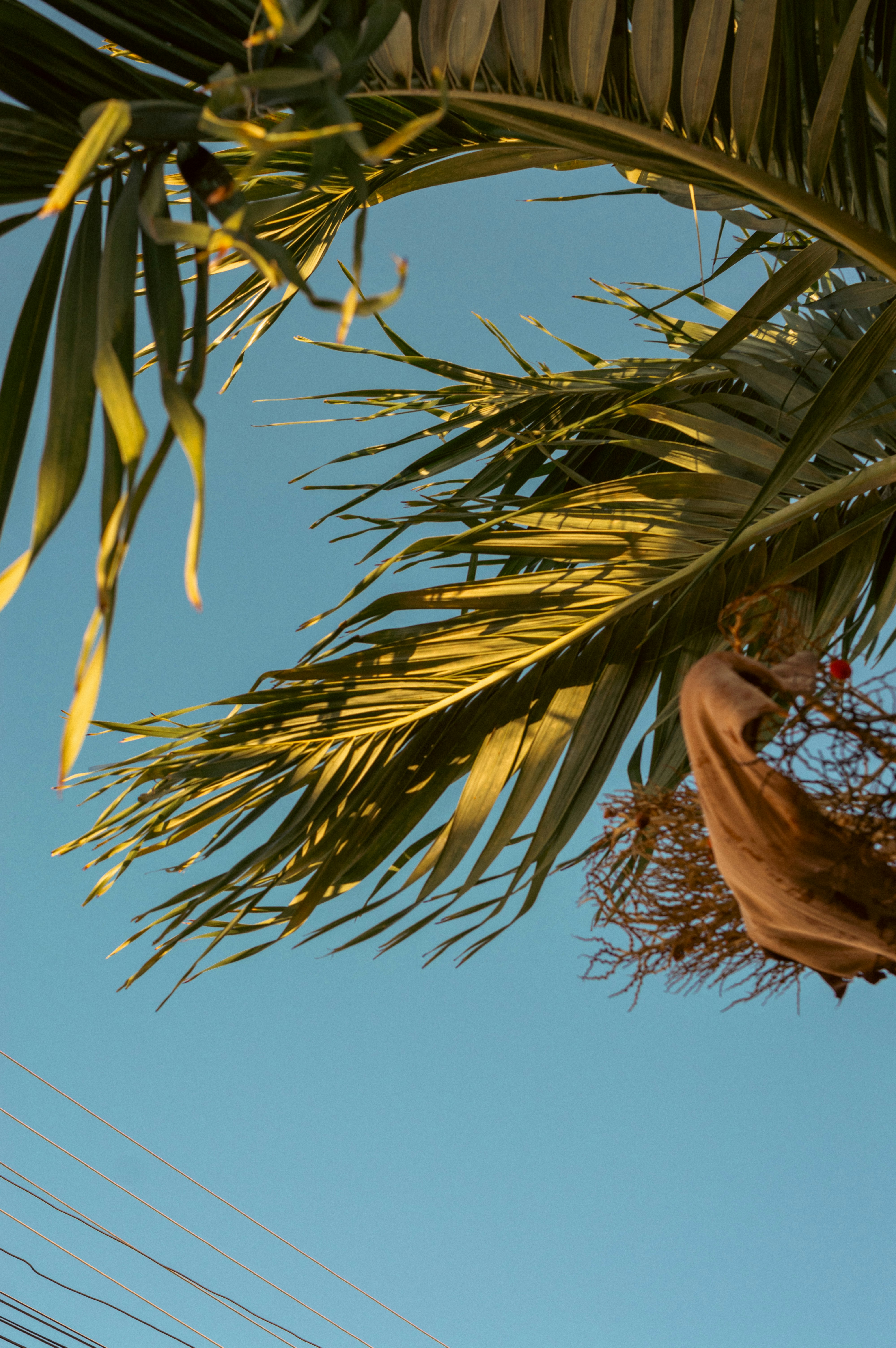 Golden Fronds Against the Sky