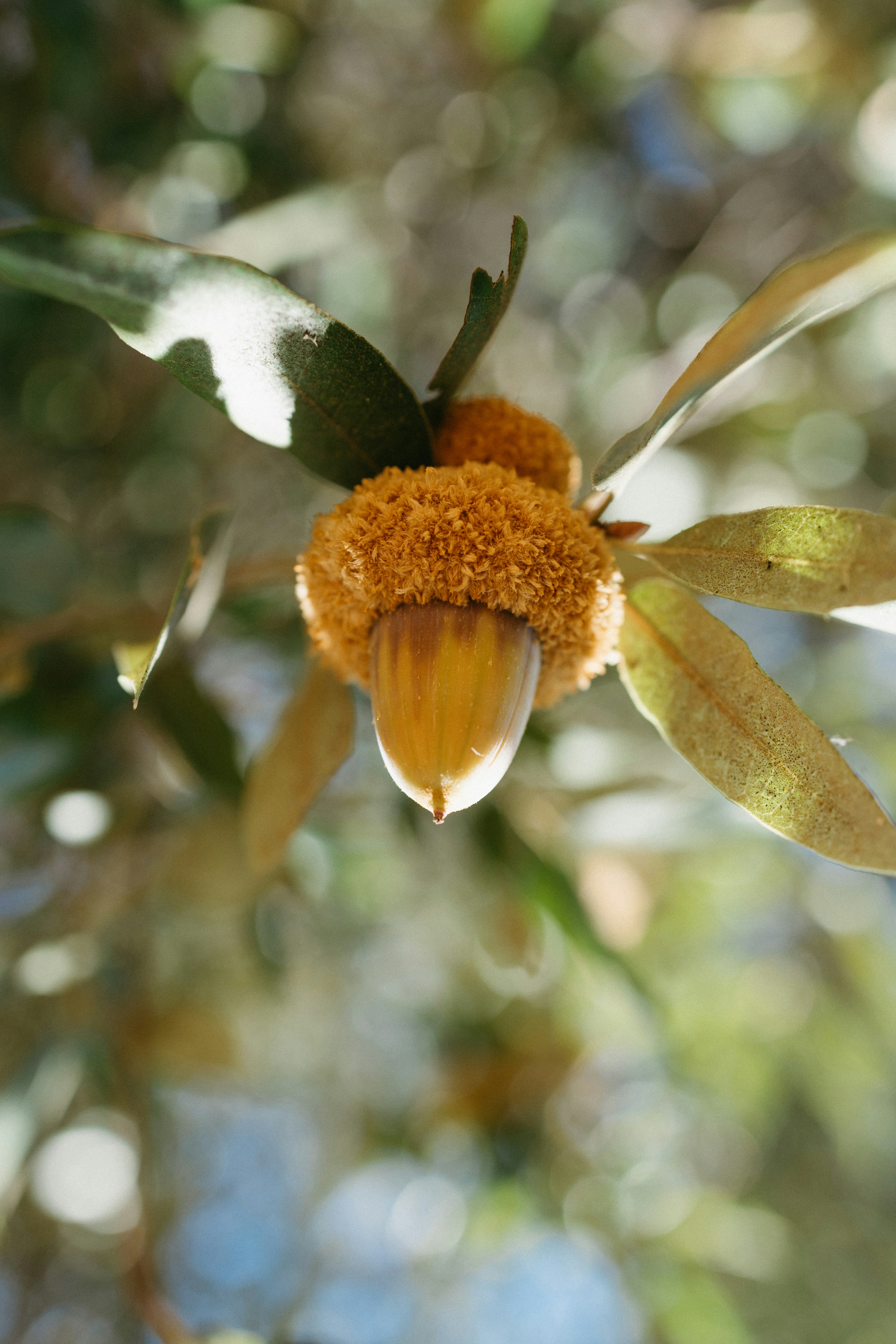 Nature's Golden Capsule