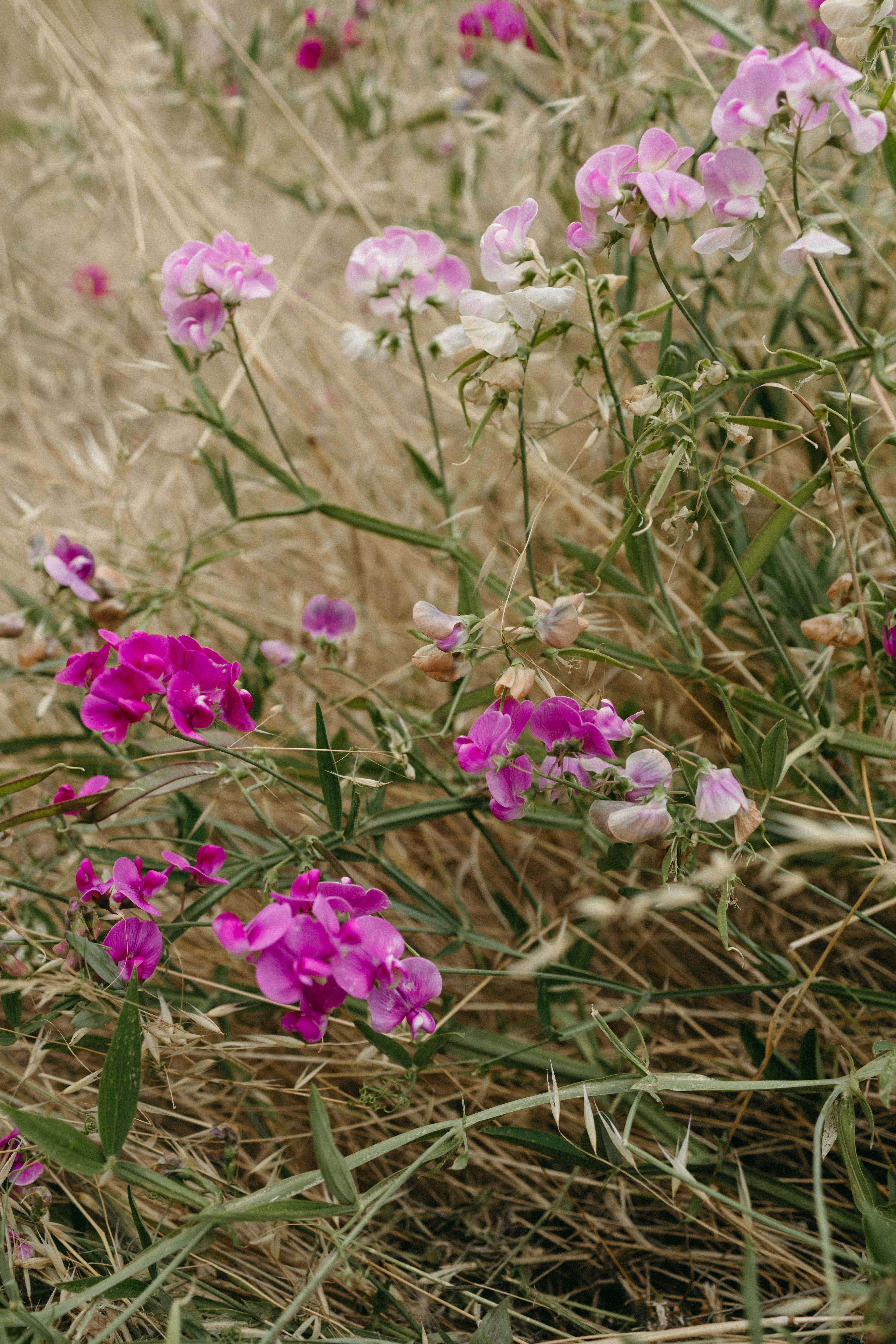 Whispers of Wildflowers in a Golden Meadow