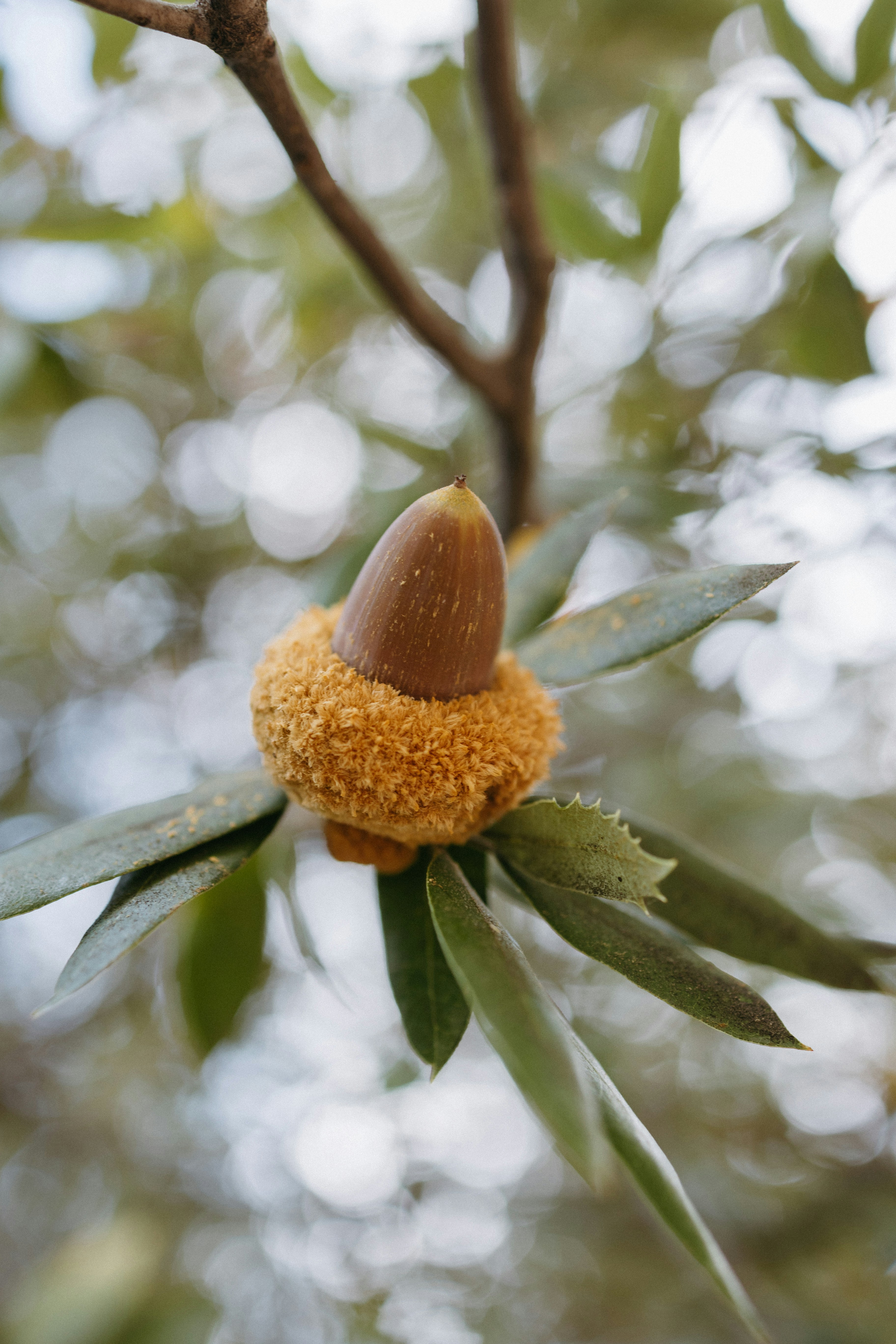 Acorn Crown: A Pinpoint Moment on a Golden Calyx