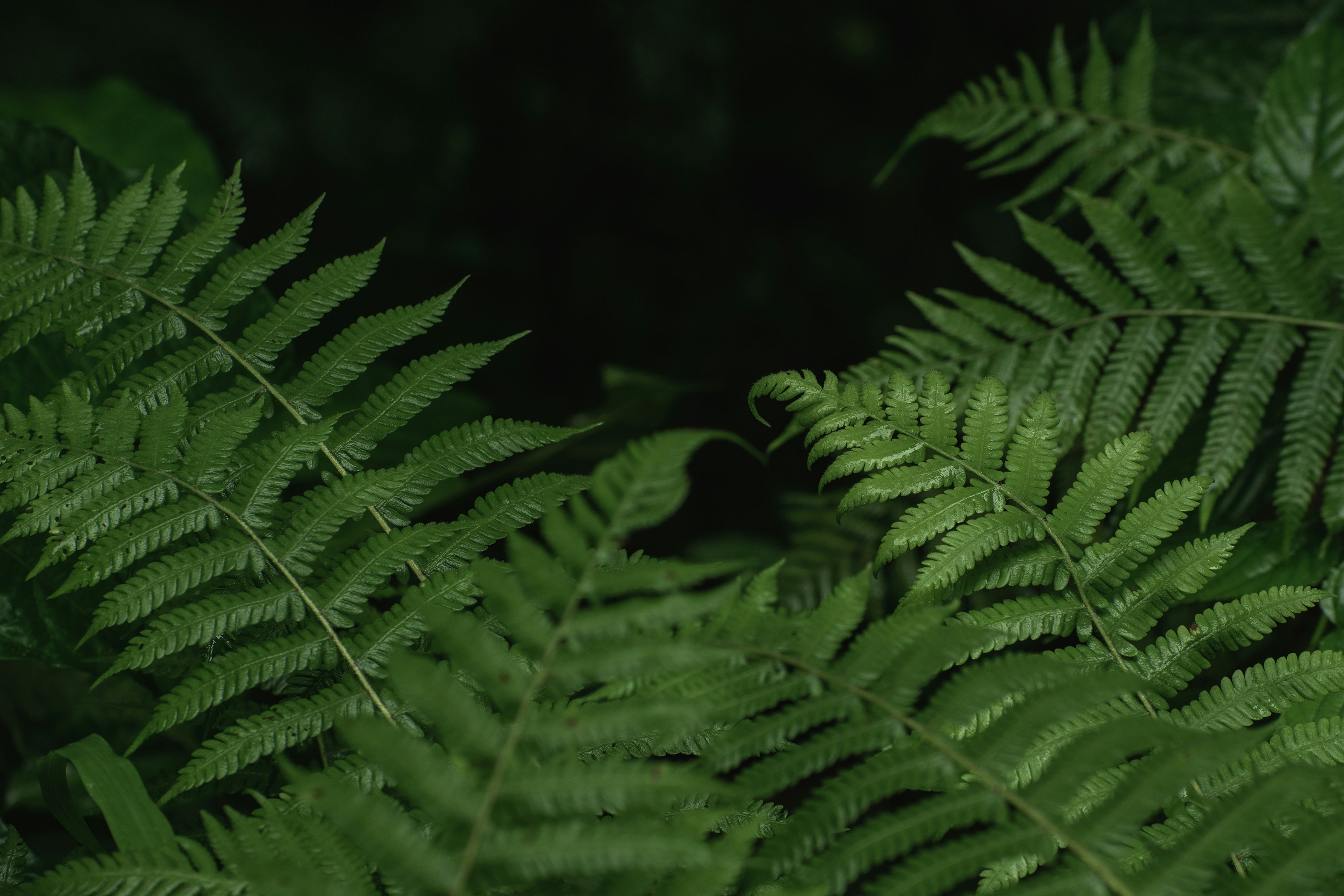 Lush green ferns in a dark forest setting photo – Free Forest Image on ...