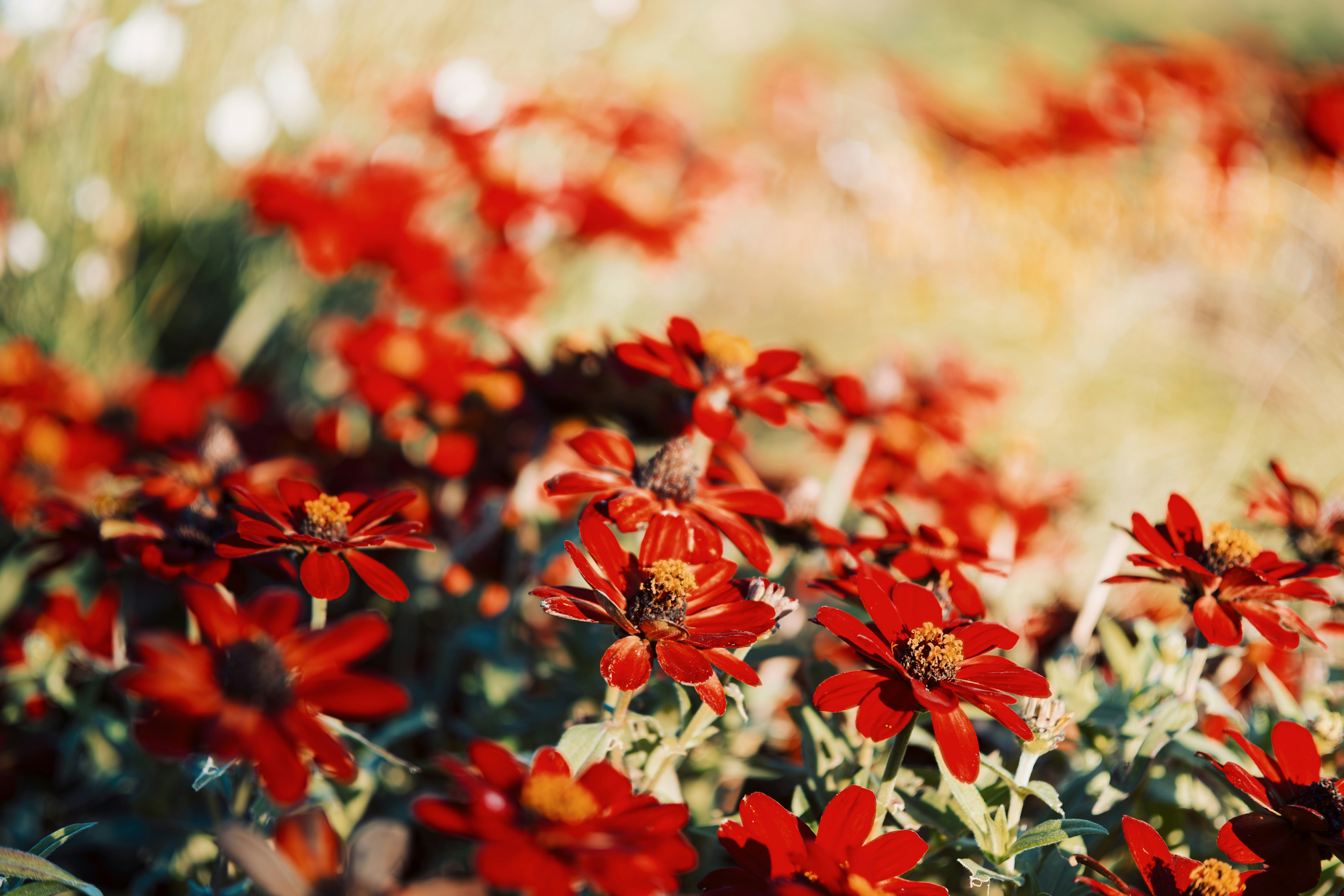 A cluster of small red flowers with yellow centers.