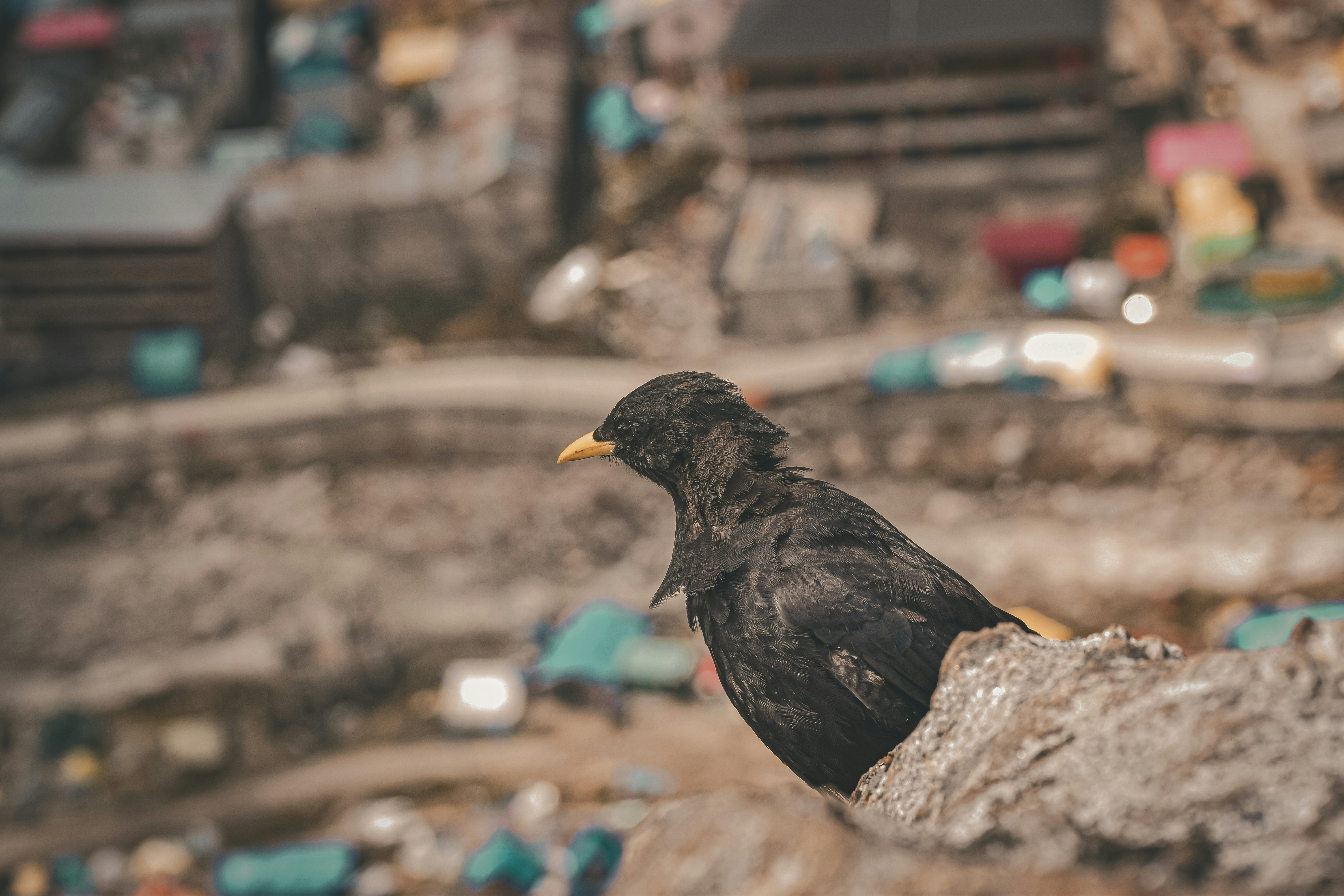 A black bird rests on a rock overlooking a village.