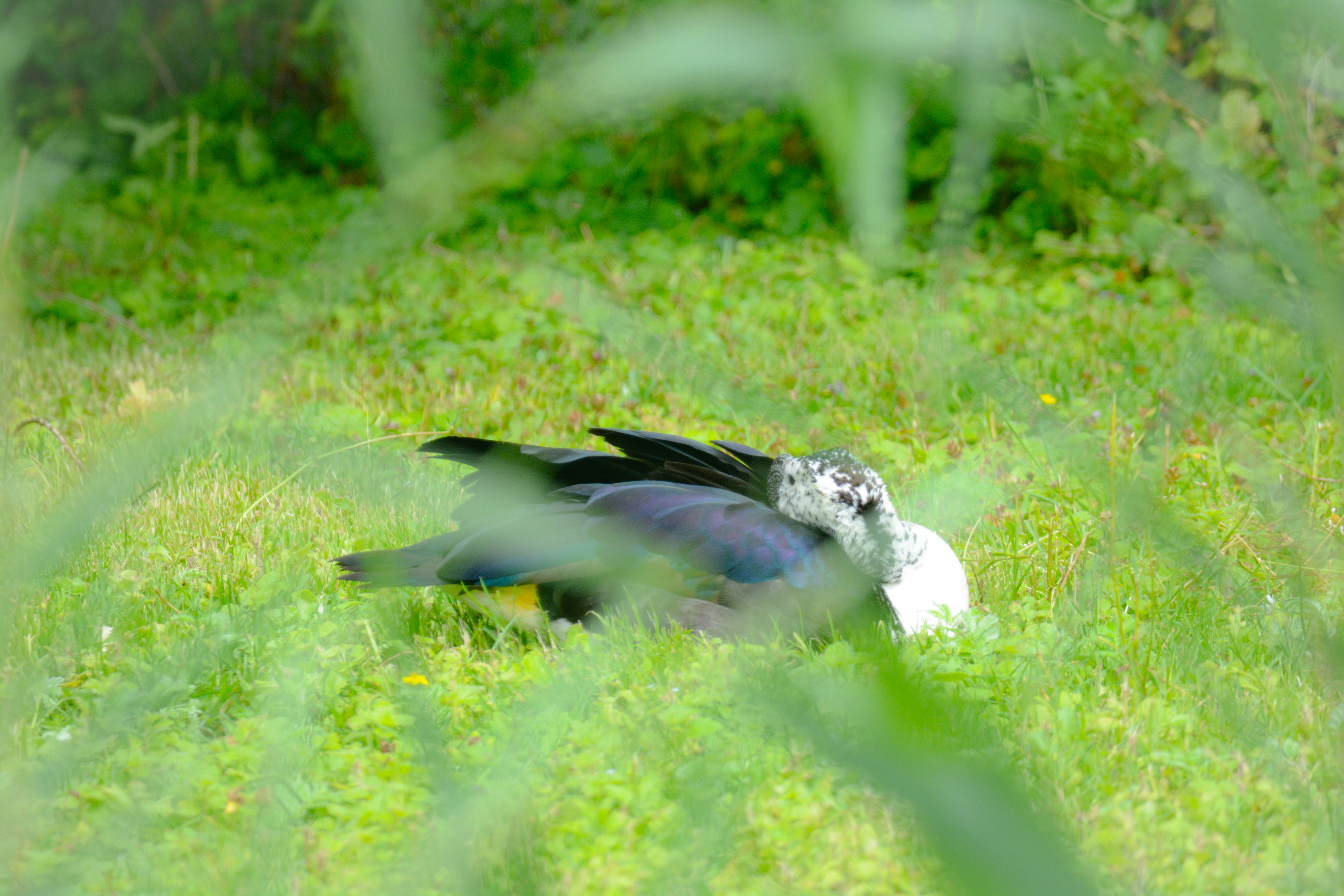 A crow with a piece of white material on grass.
