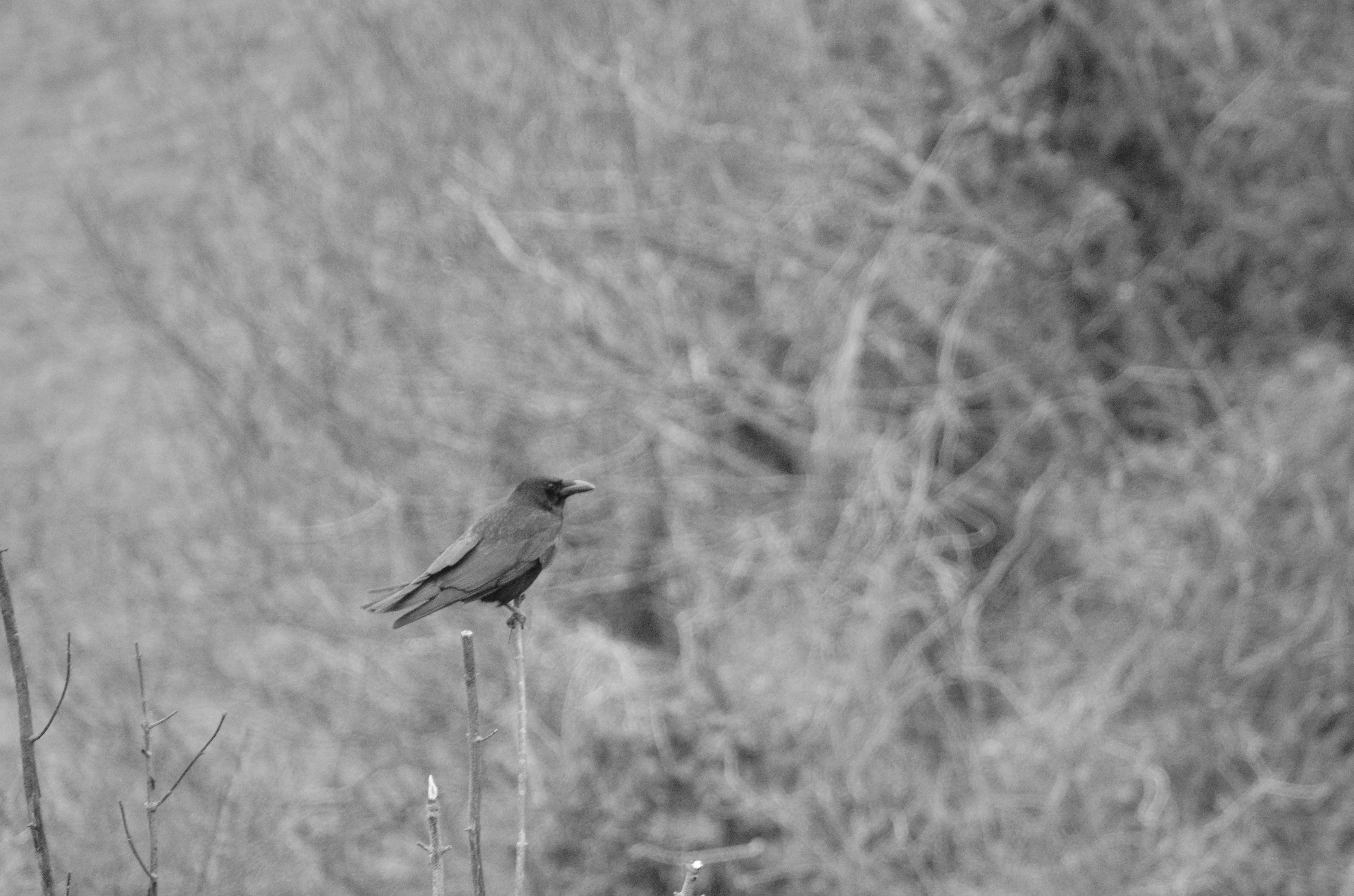 A bird perched on a slender branch, surrounded by a blurred backdrop of abstracted natural forms in black and white.