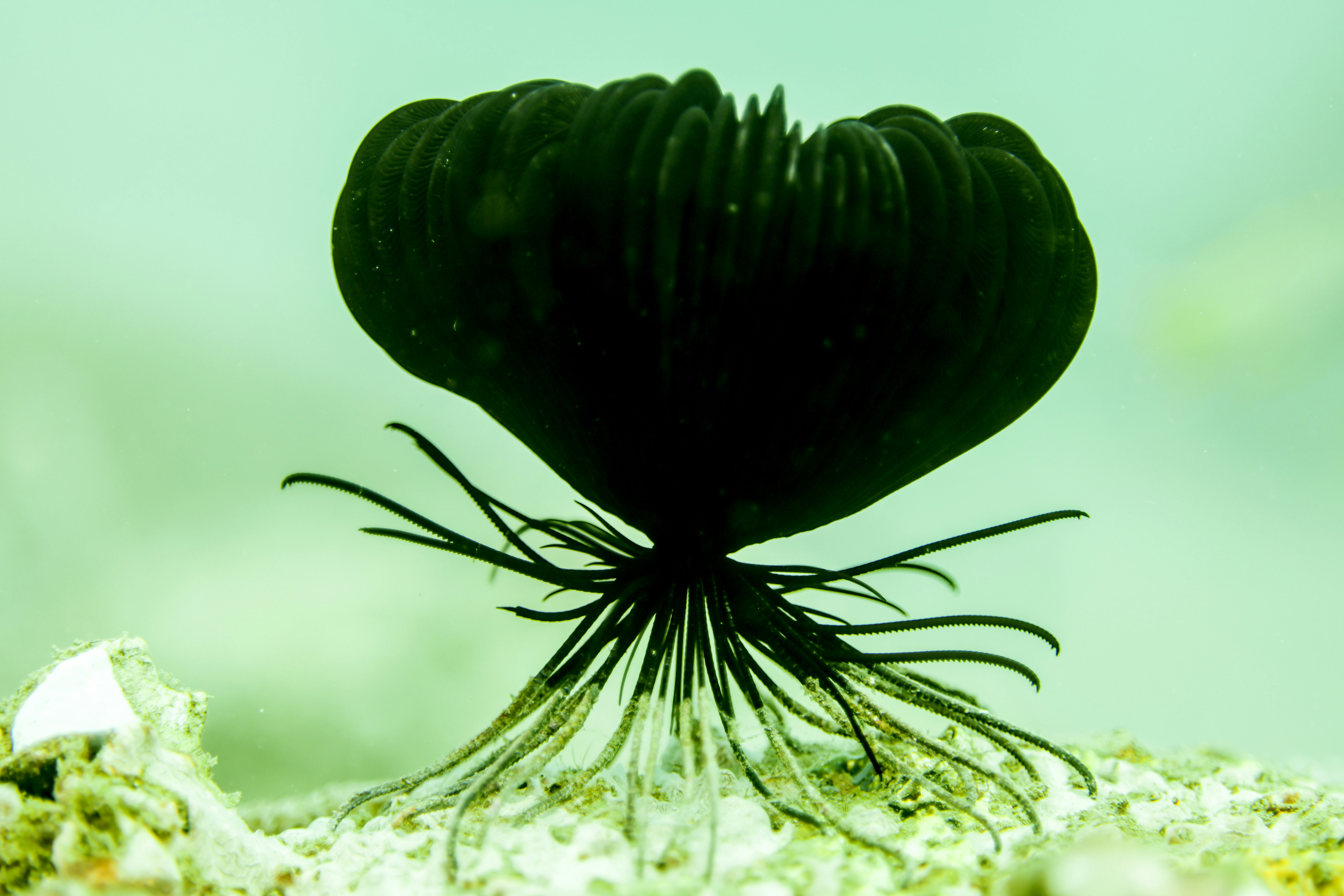 The Enigmatic Elegance of the Deep