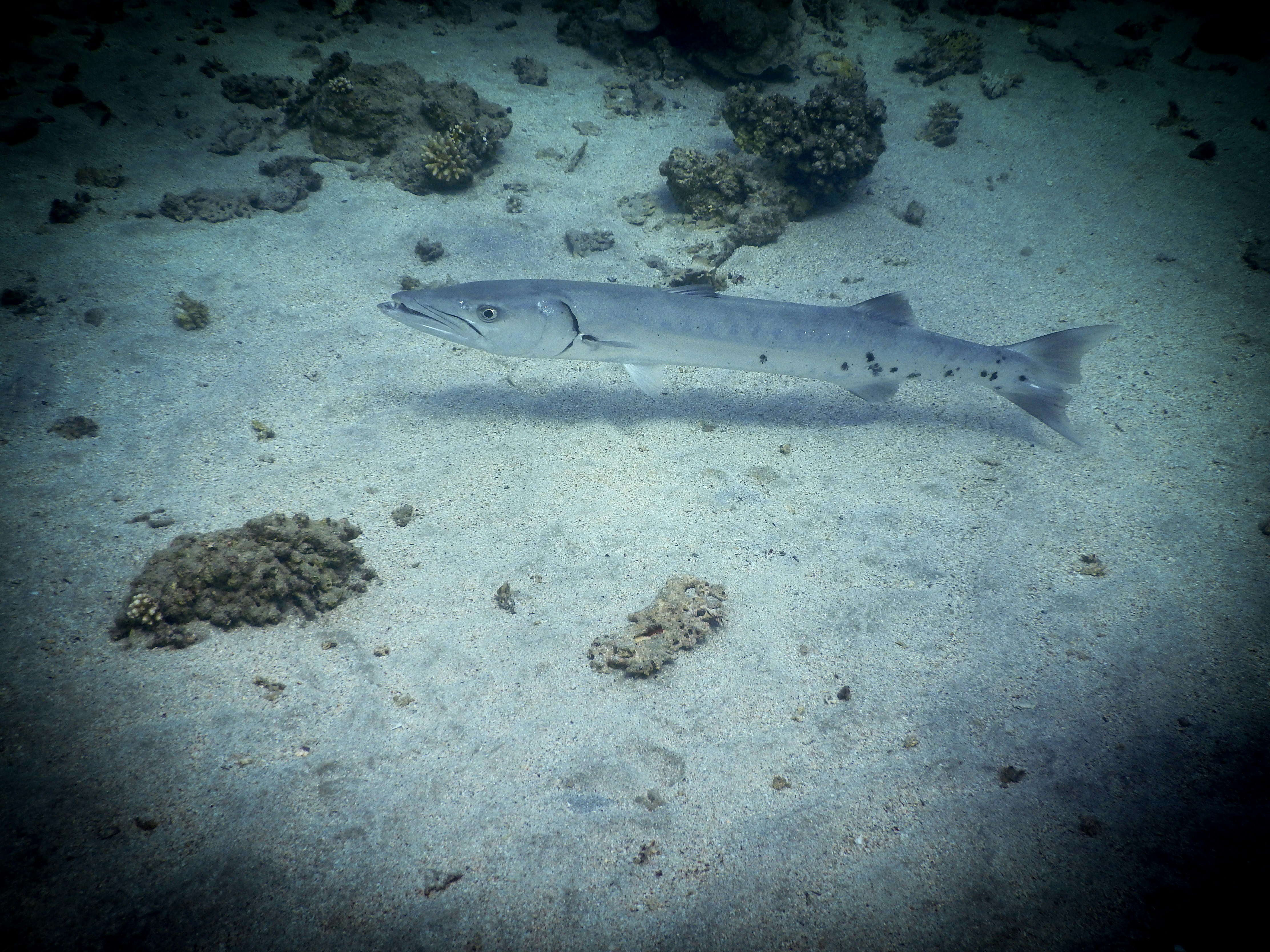 A barracuda swims over a sandy ocean floor.
