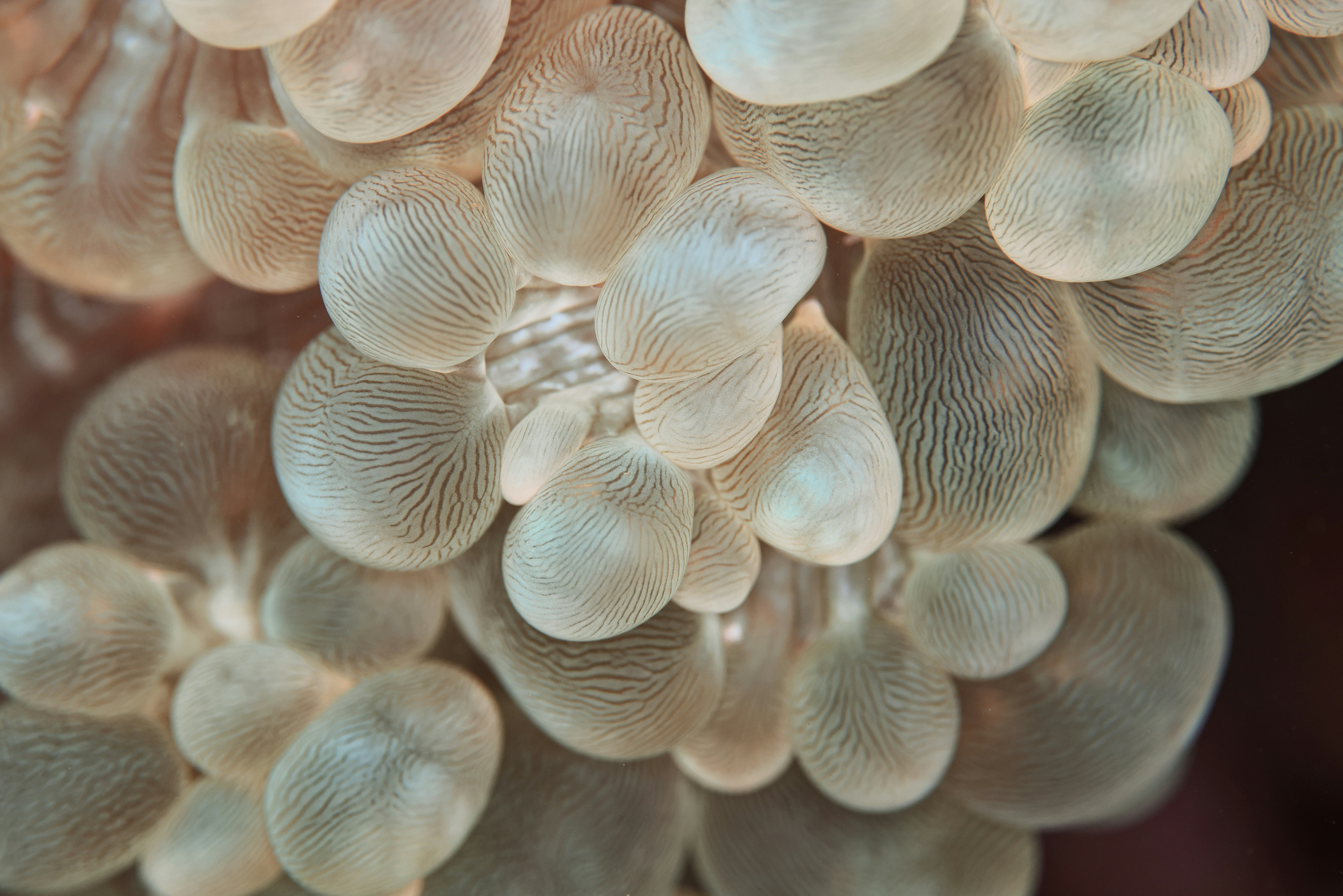 Close-up of translucent bubble coral polyps