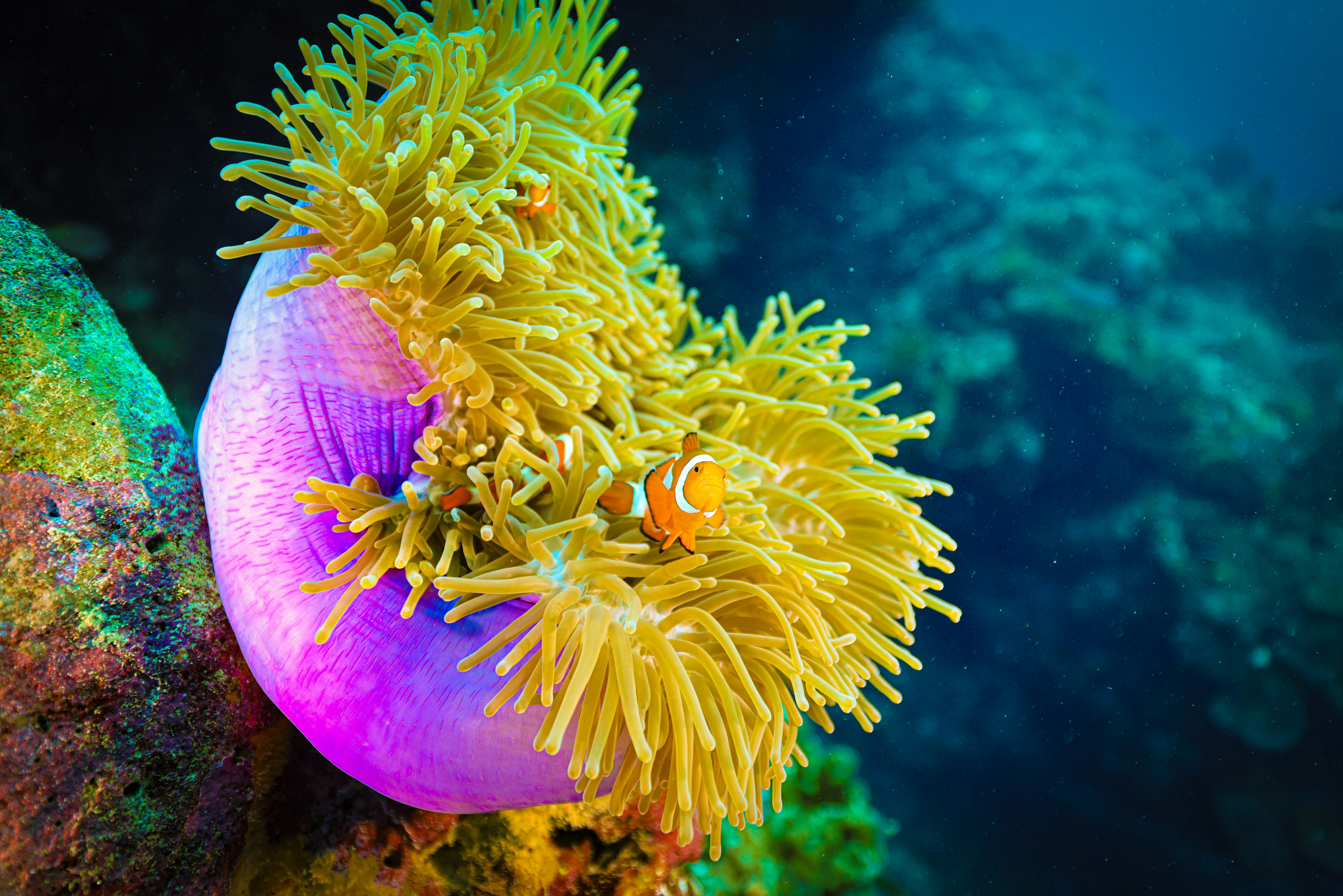 Clownfish nestled among vibrant sea anemone tendrils in a colorful underwater scene.