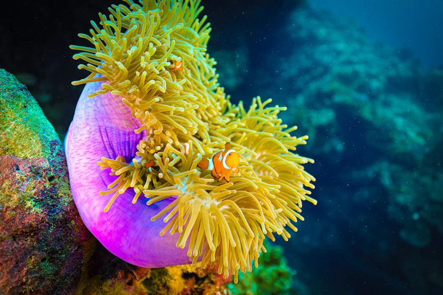Orange clownfish tucked among bright yellow tentacles of a pink sea anemone beside a colorful reef. Dark blue water creates a vivid underwater backdrop.