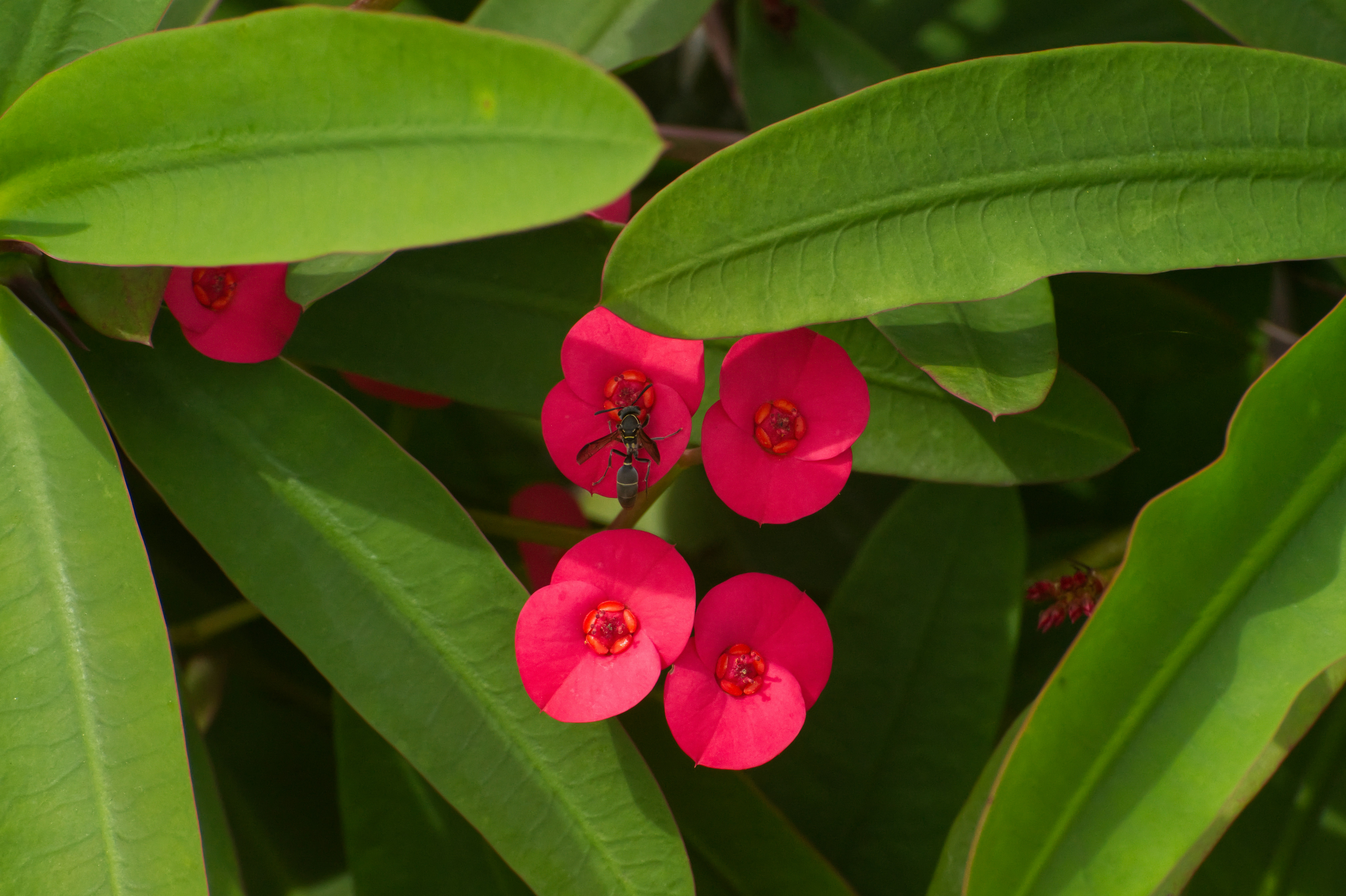 A small ant crawls on bright pink flowers.