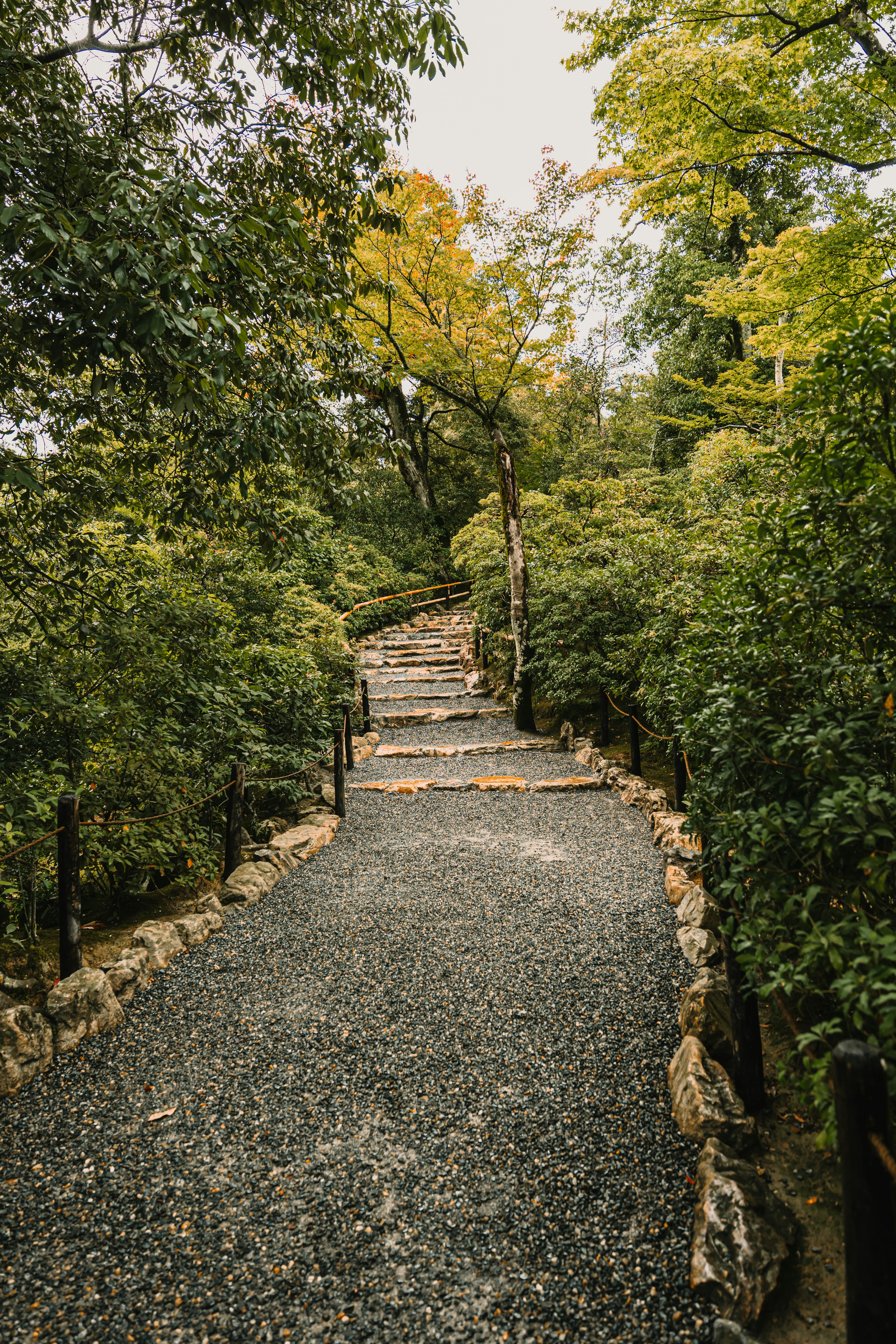 Stone steps ascend through a lush green forest path. photo – Free ...