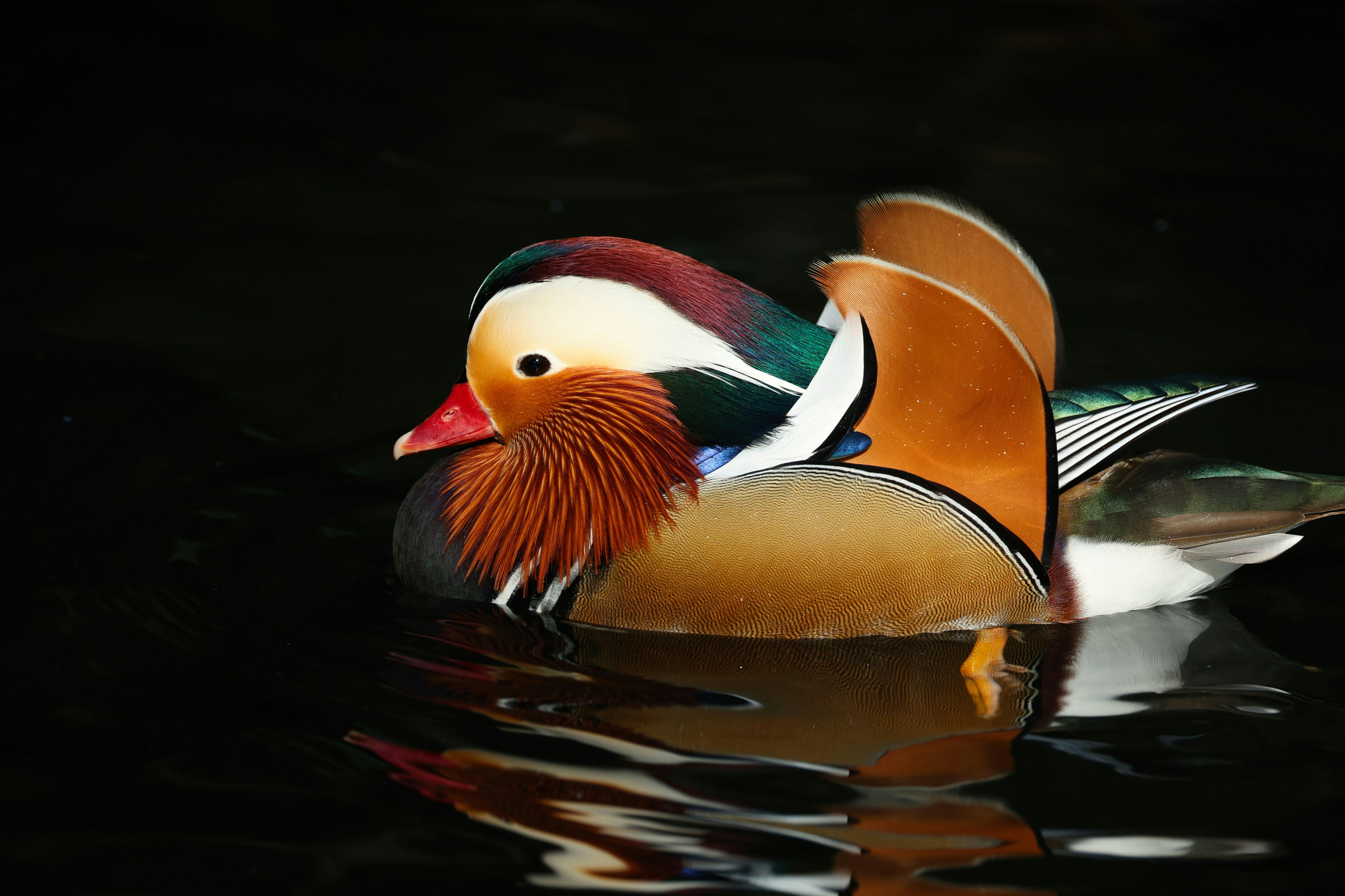 Elegance on Water: The Mandarin Duck's Silent Dance