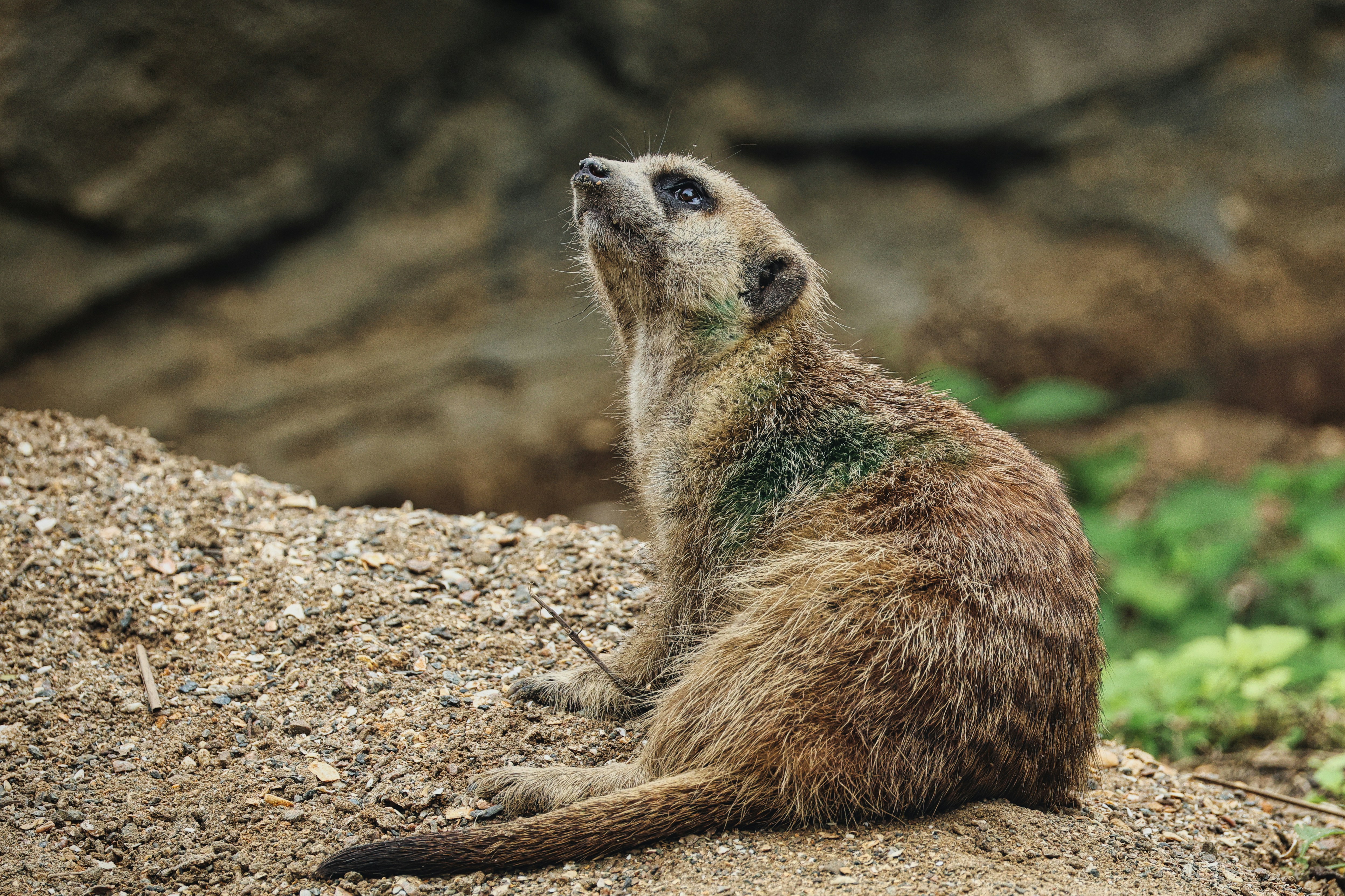 Meerkat looking up at the sky