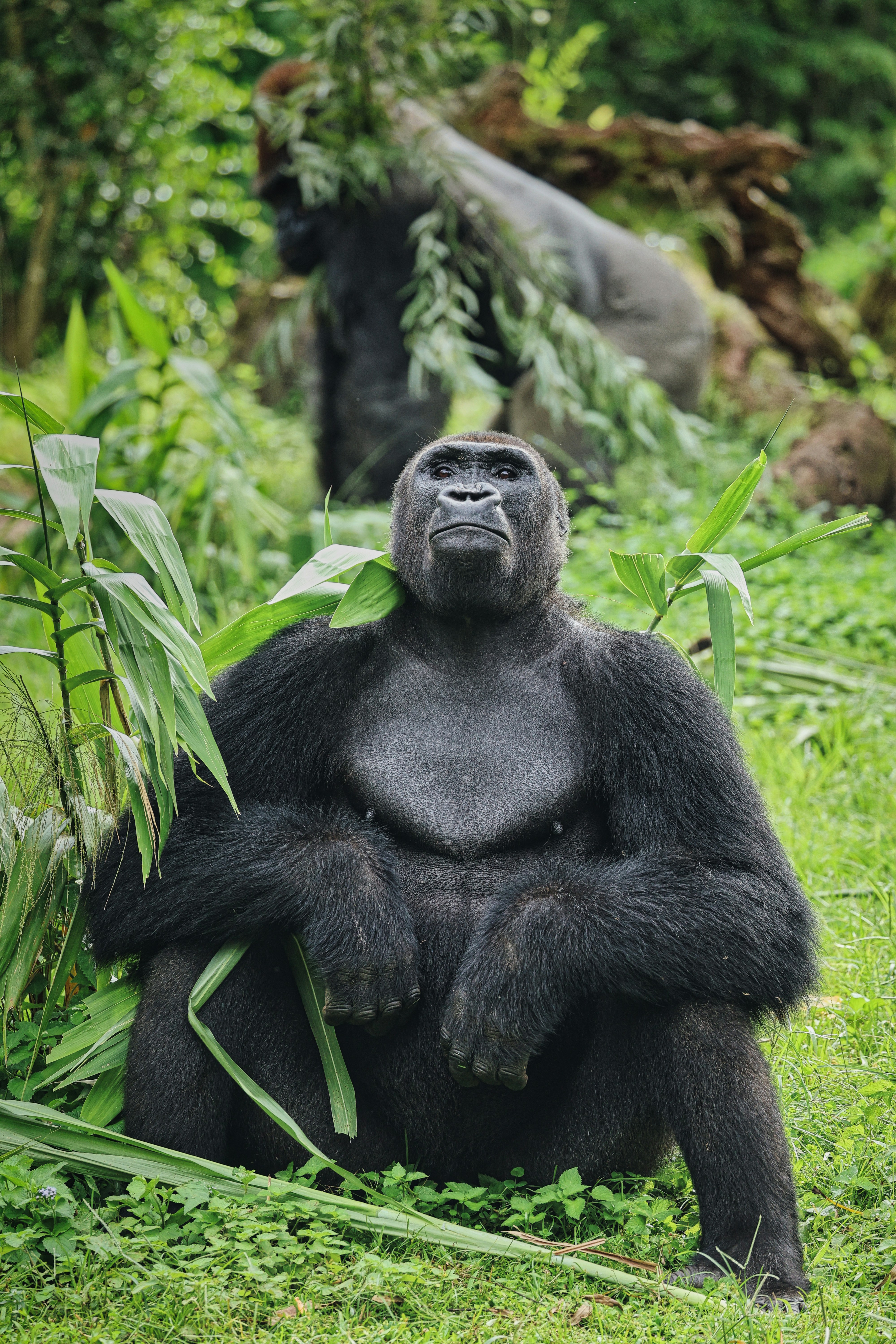 Majestic Reflection: The Gorilla's Gaze