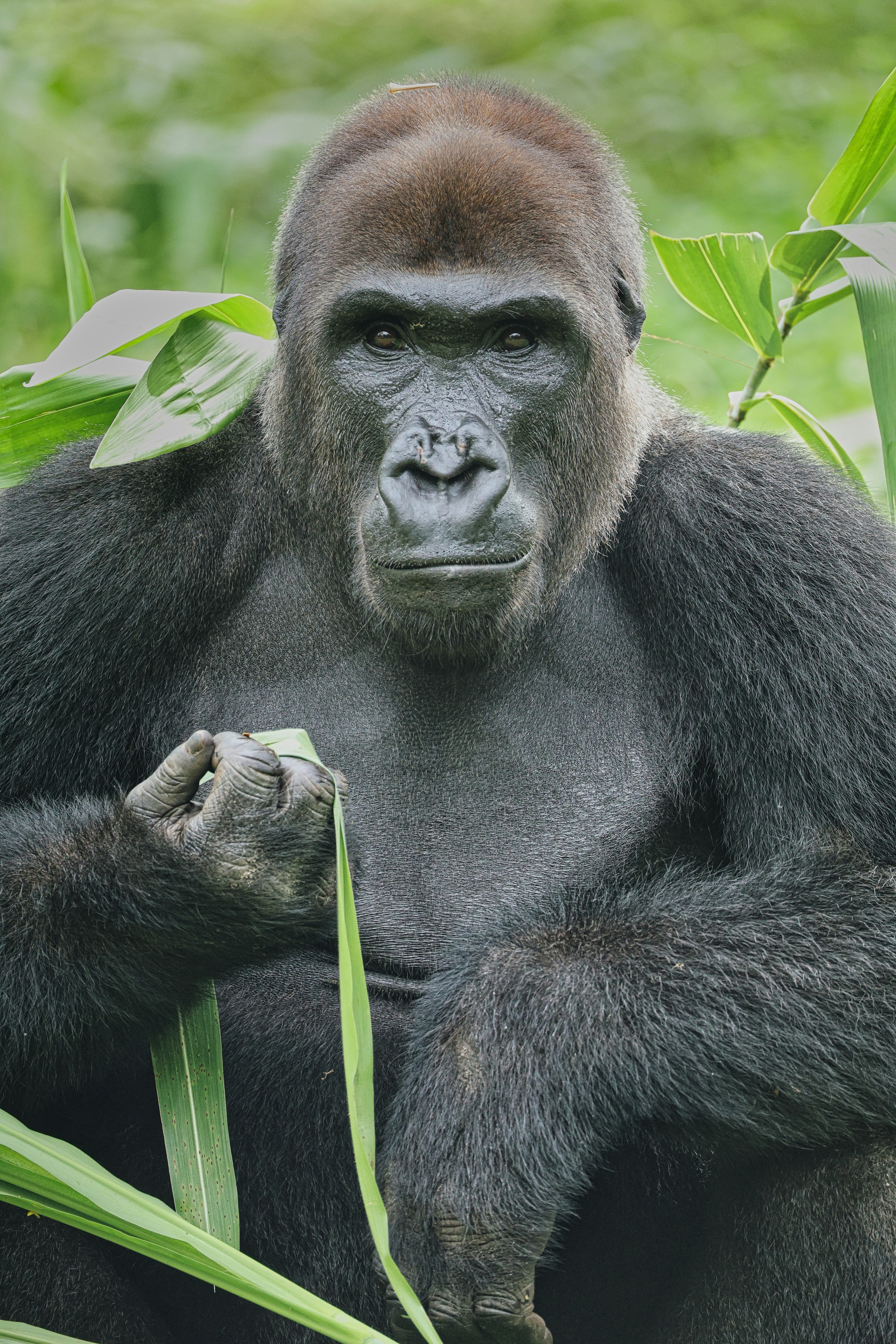 A silverback gorilla sitting amidst lush greenery, thoughtfully grasping a blade of grass.