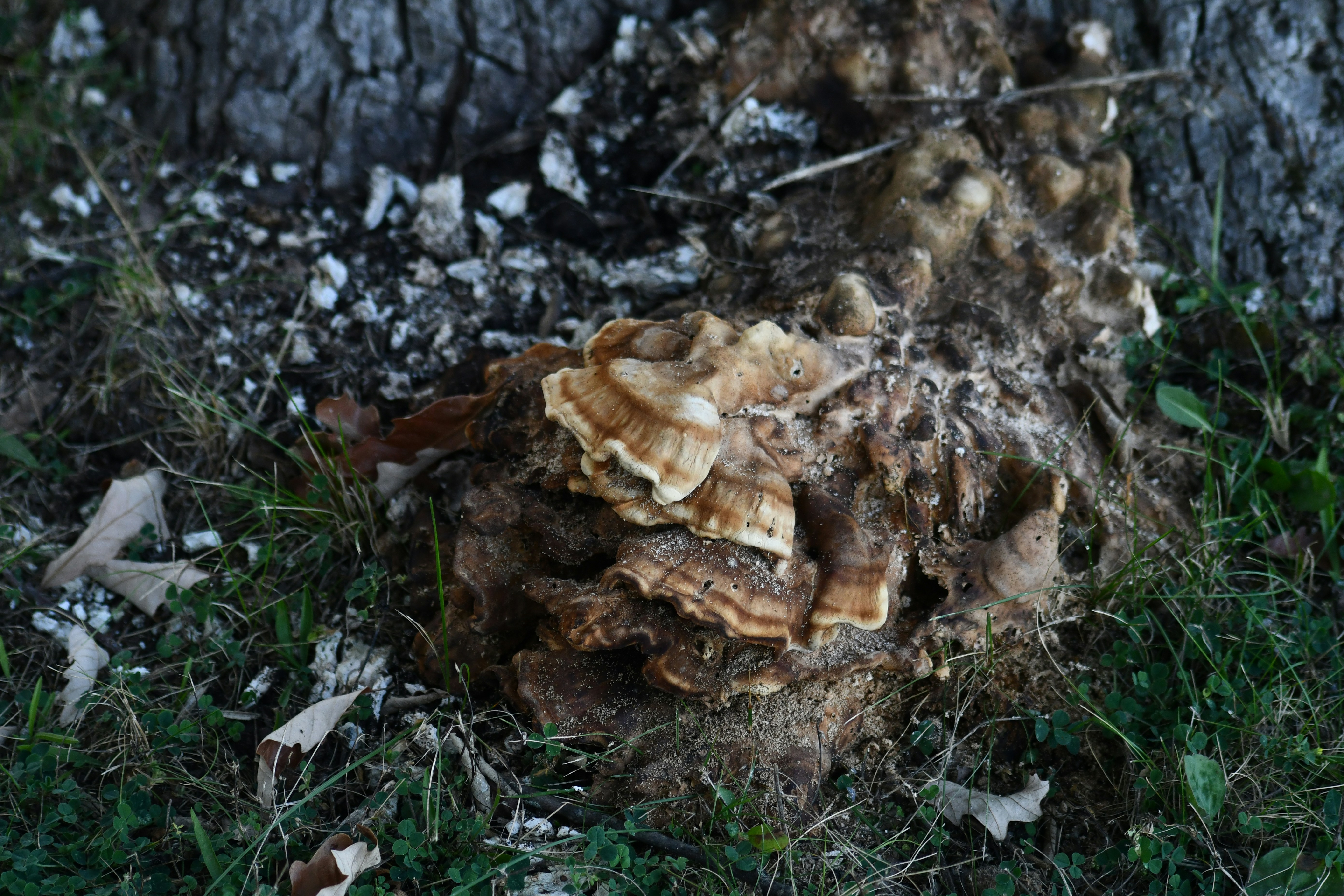 Fungus growing on the base of a tree