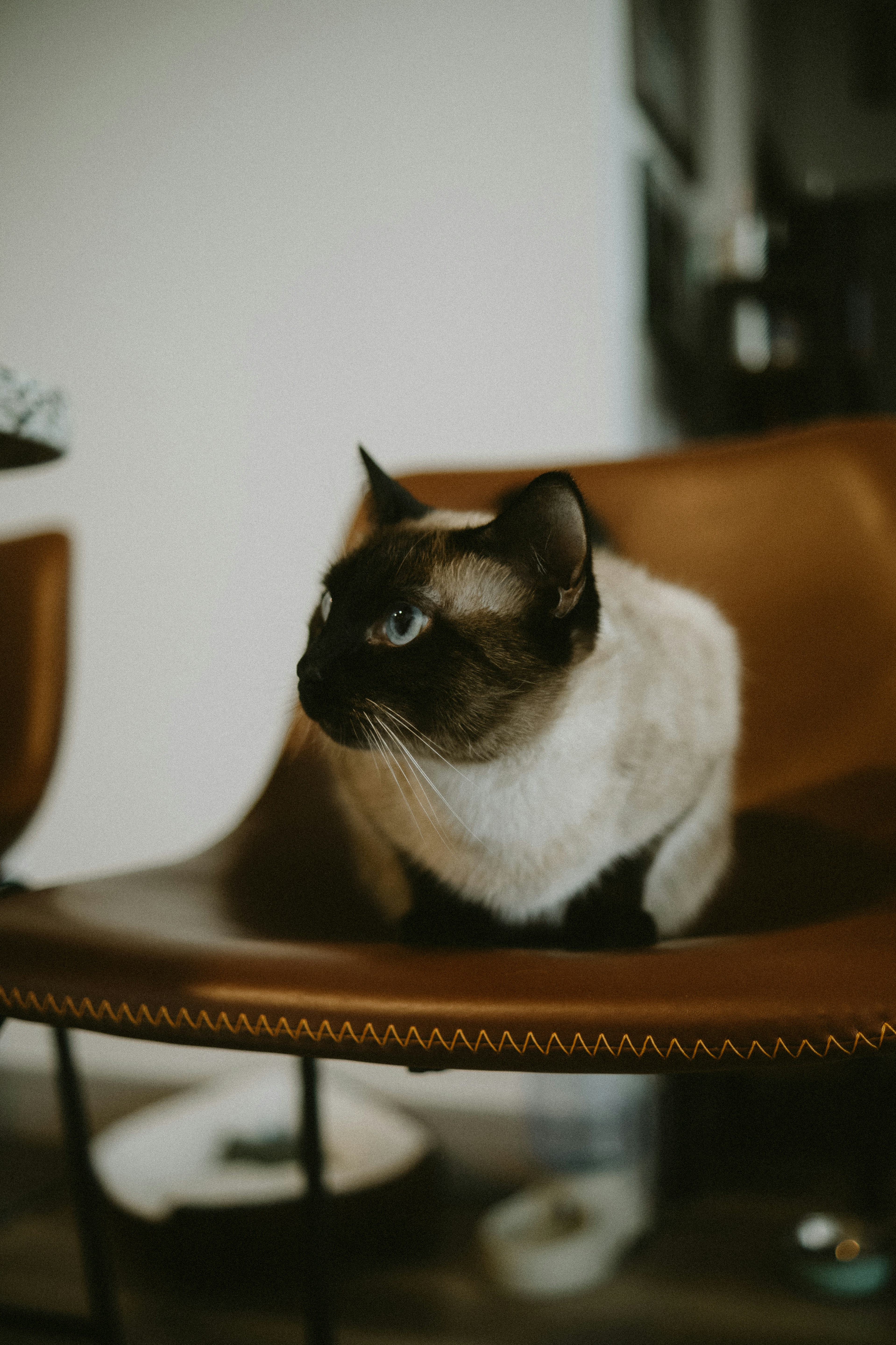 The Curious Observer