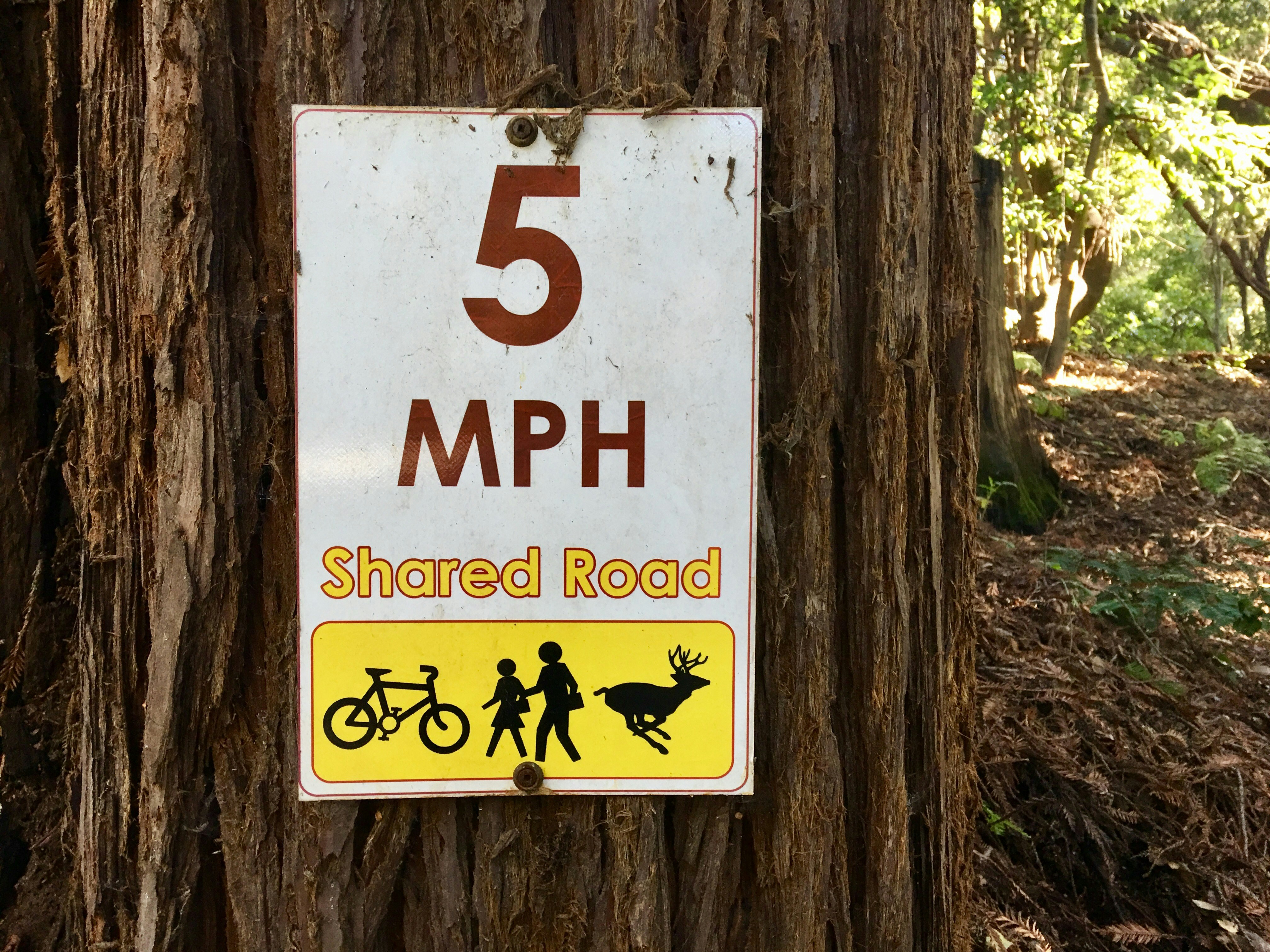 Guided Path Through Nature's Embrace