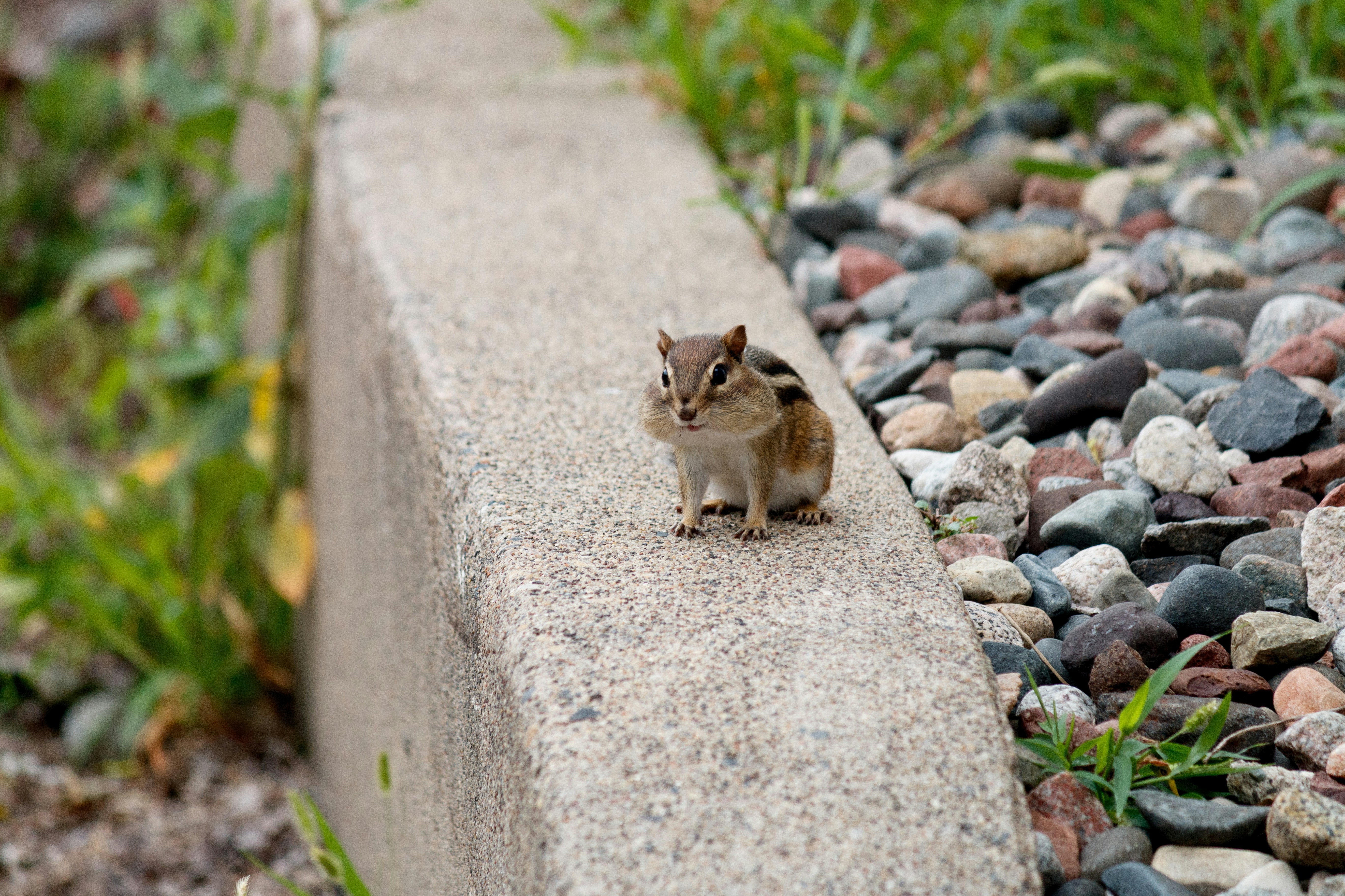 A small chipmunk sits on a concrete ledge.
