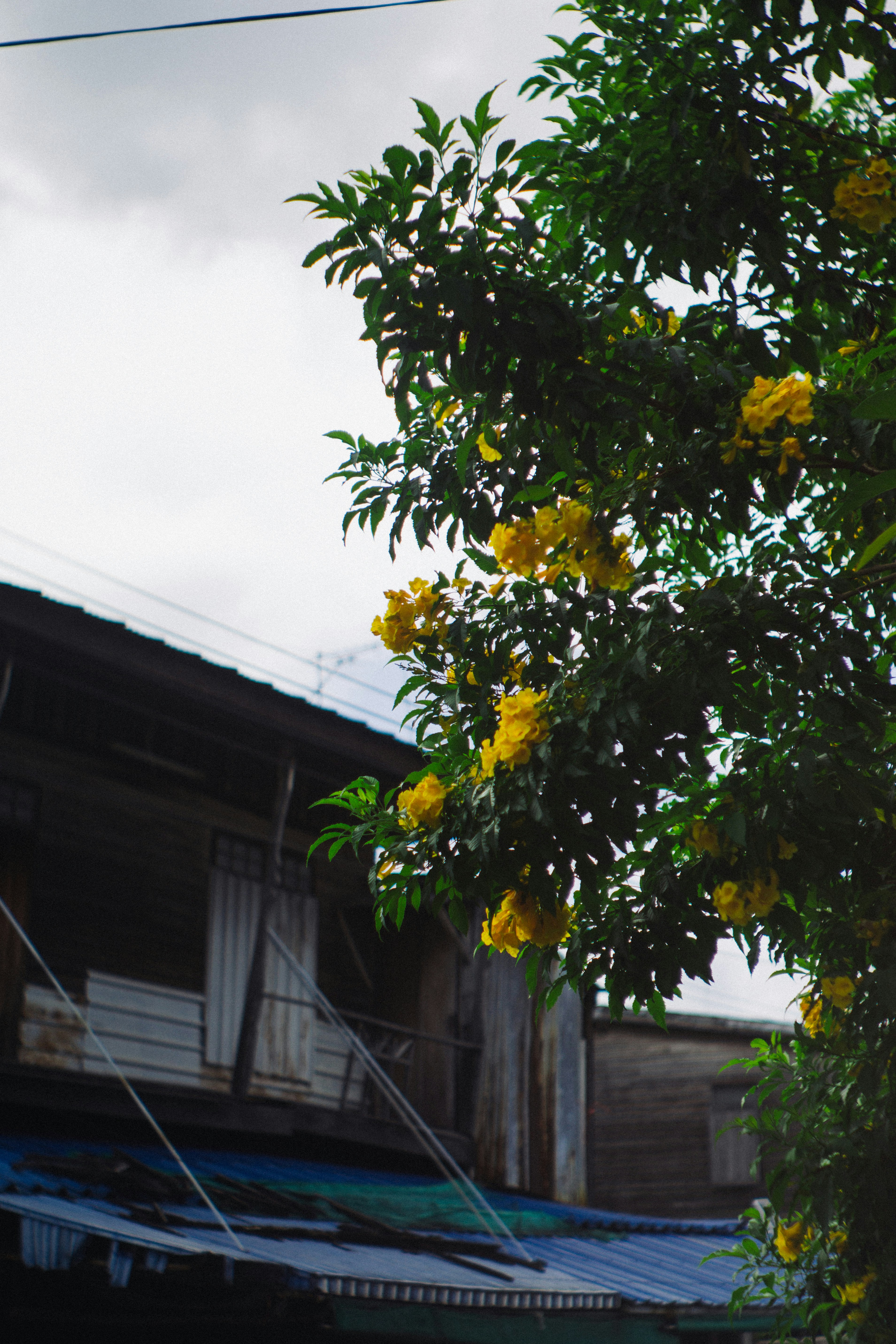 Vibrant Blossoms Against a Rustic Backdrop