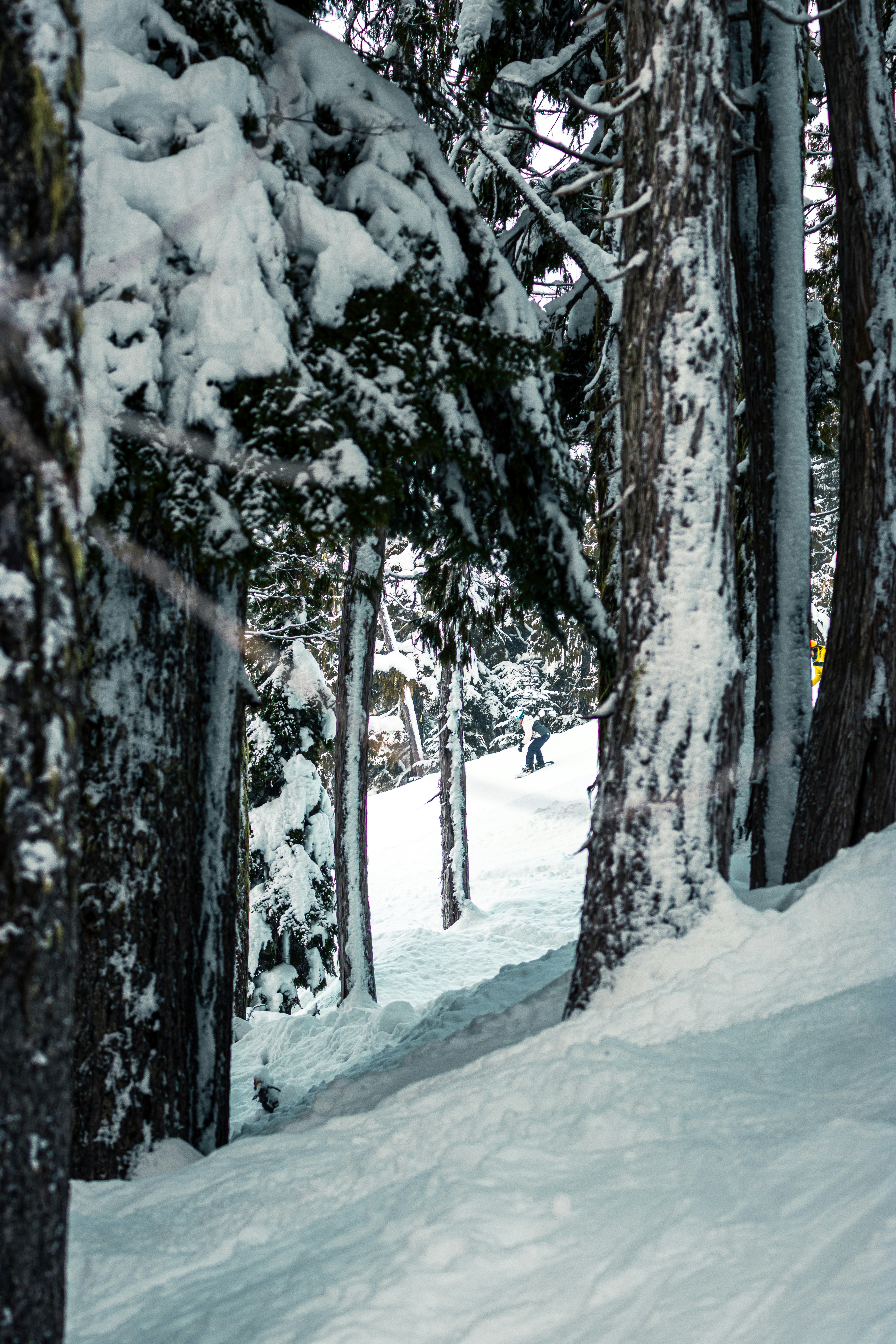 Whispers of Winter: A Solitary Journey Through Snow-Covered Pines
