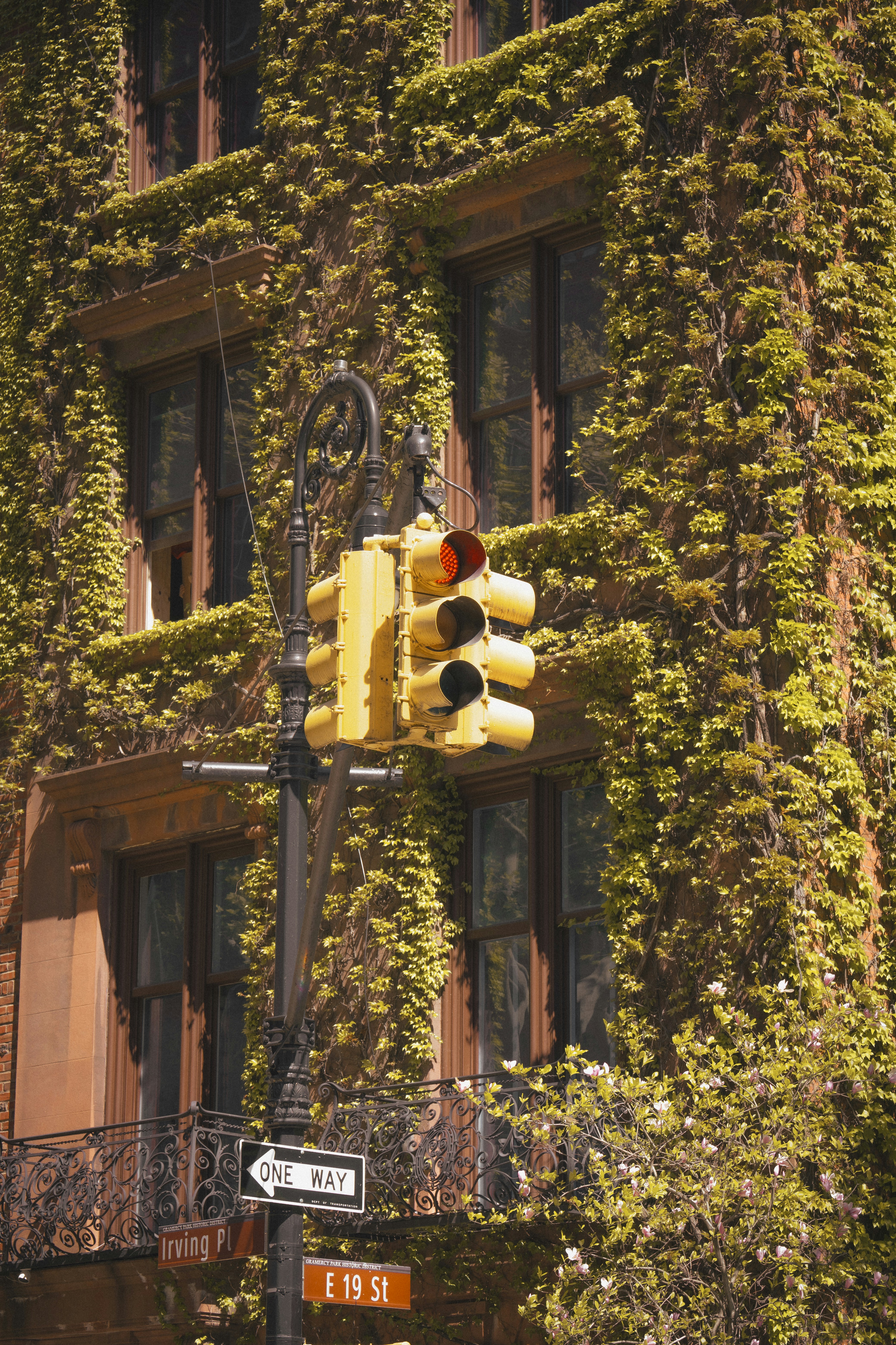 Traffic light on building covered in ivy