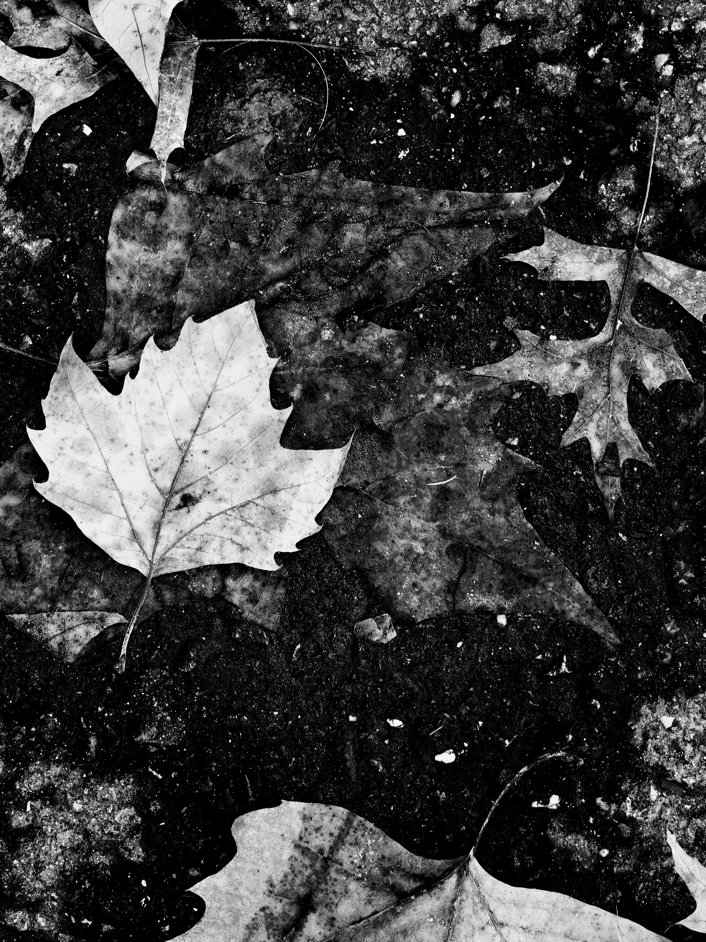 Monochrome Maple Leaves on Weathered Asphalt: A Quiet Autumn Texture