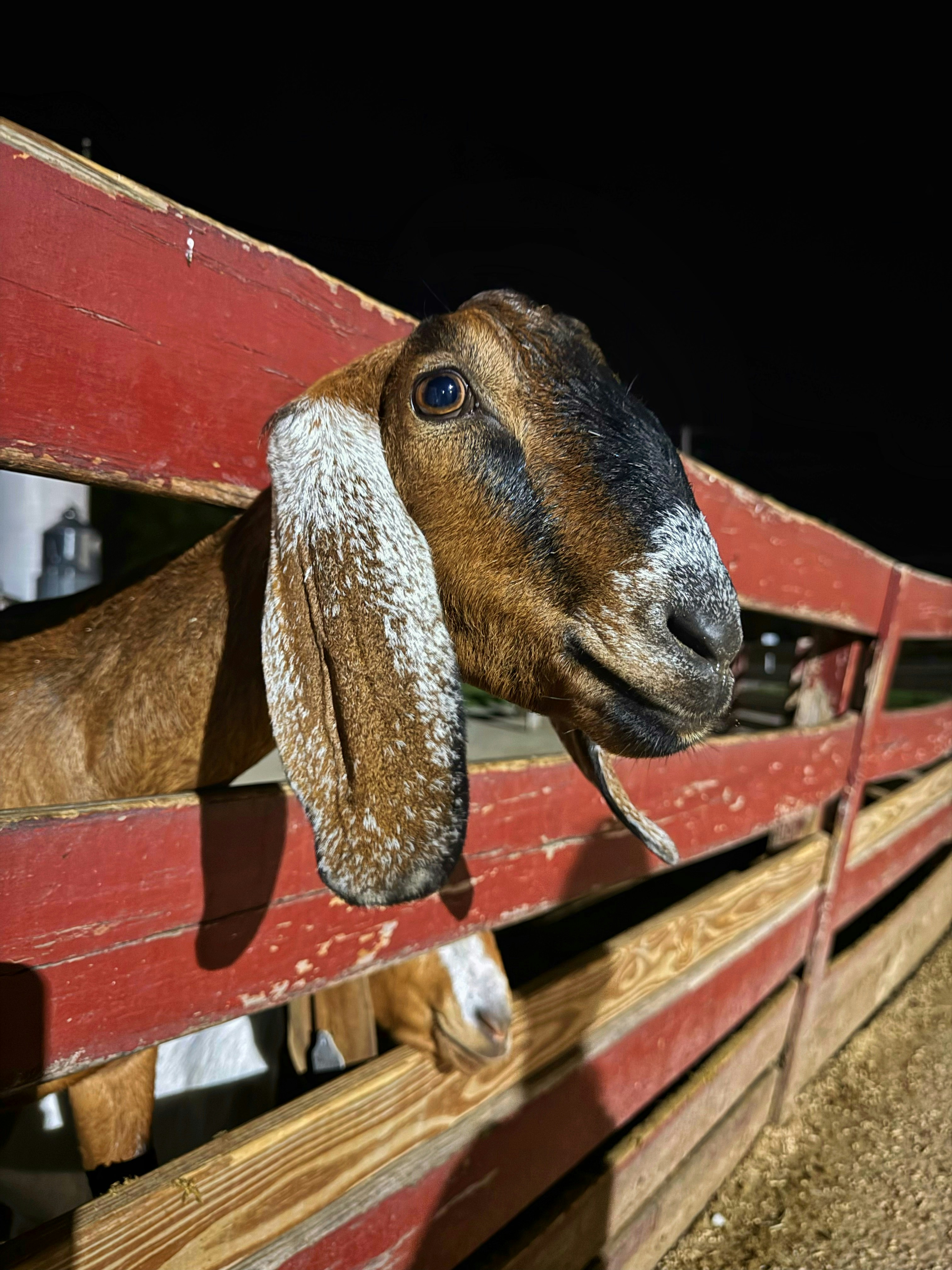 A Curious Goat's Midnight Gaze