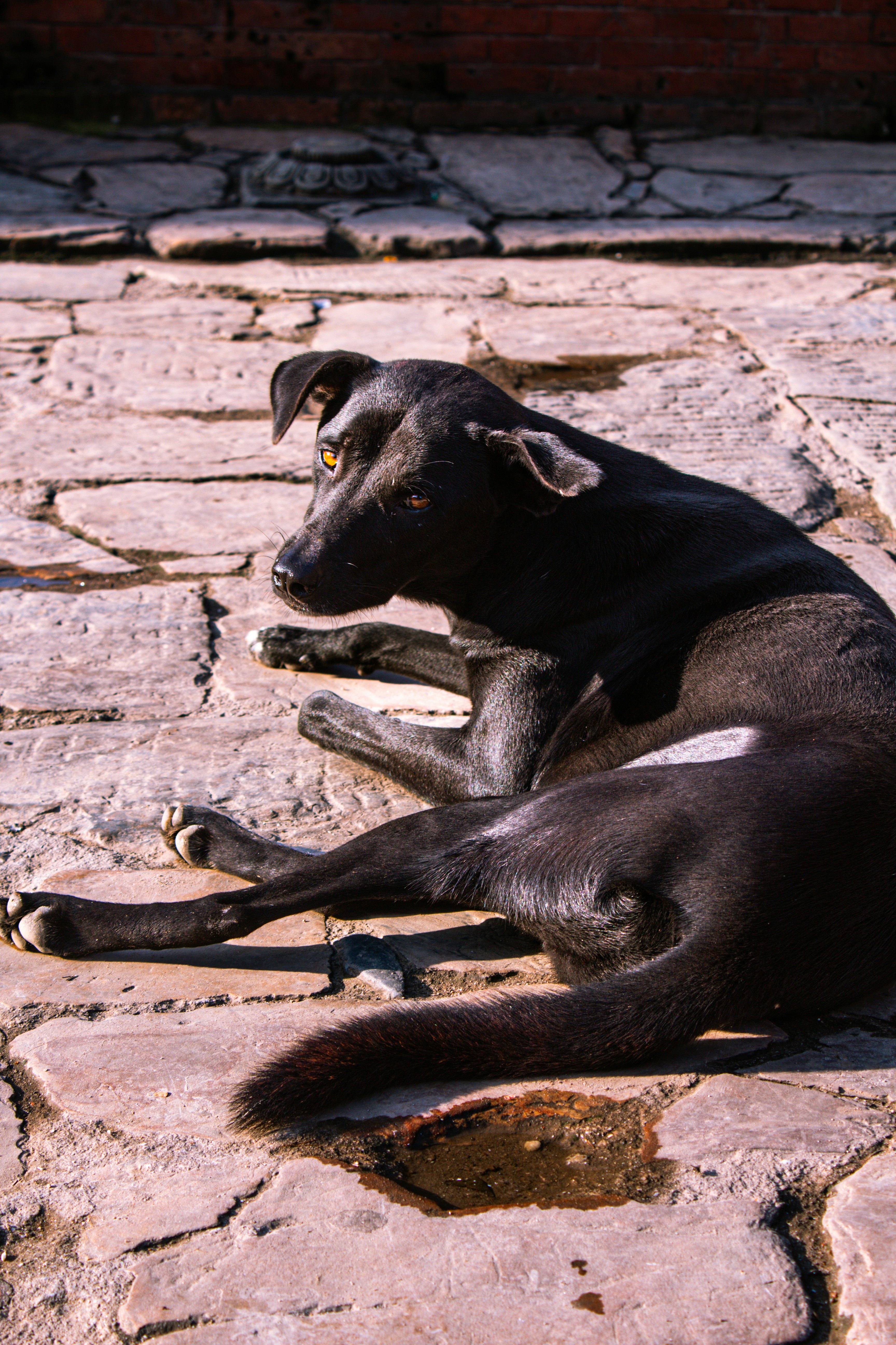 Street dog in Nepal