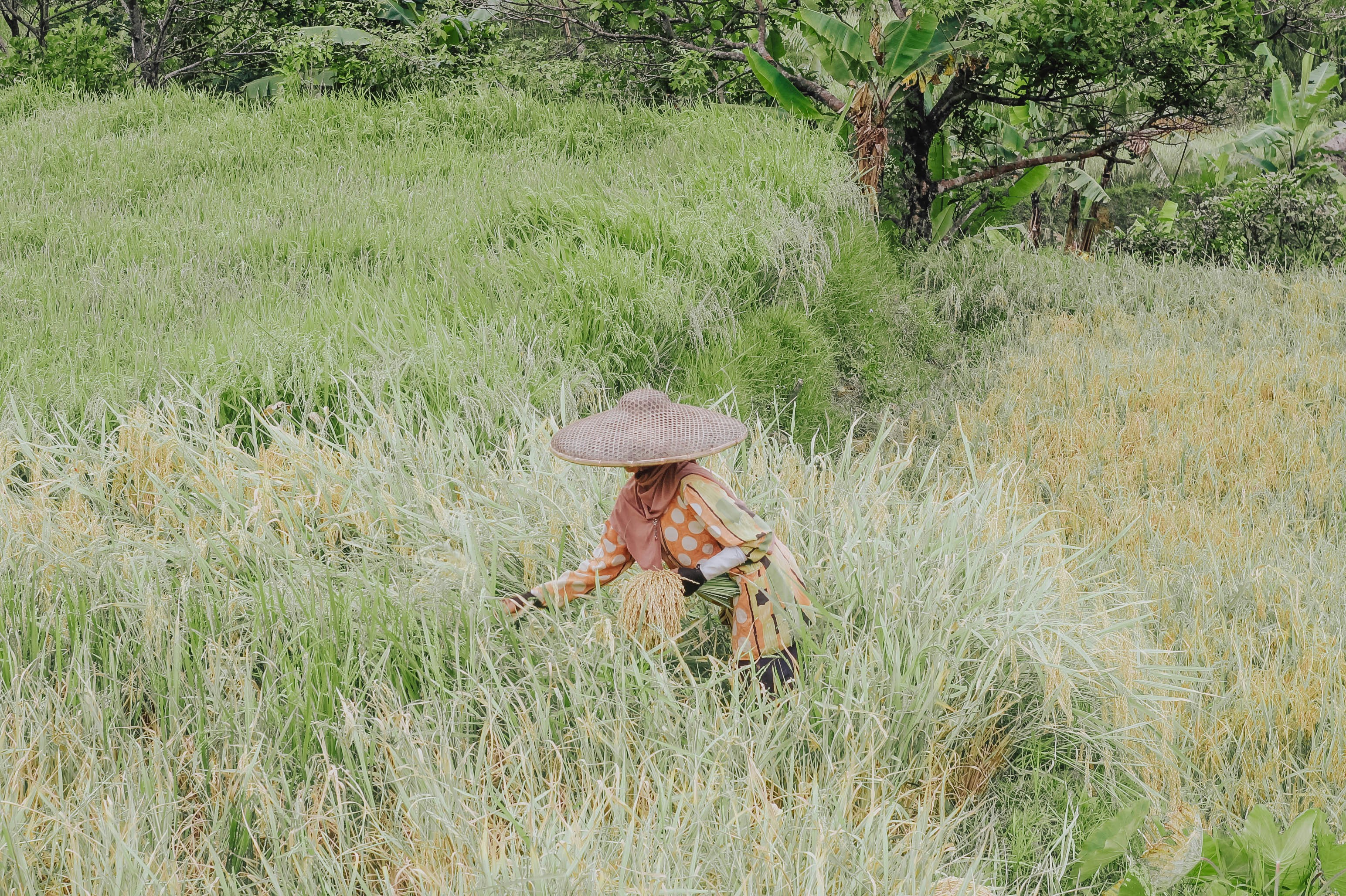 Harvest Harmony: A Dance with Nature