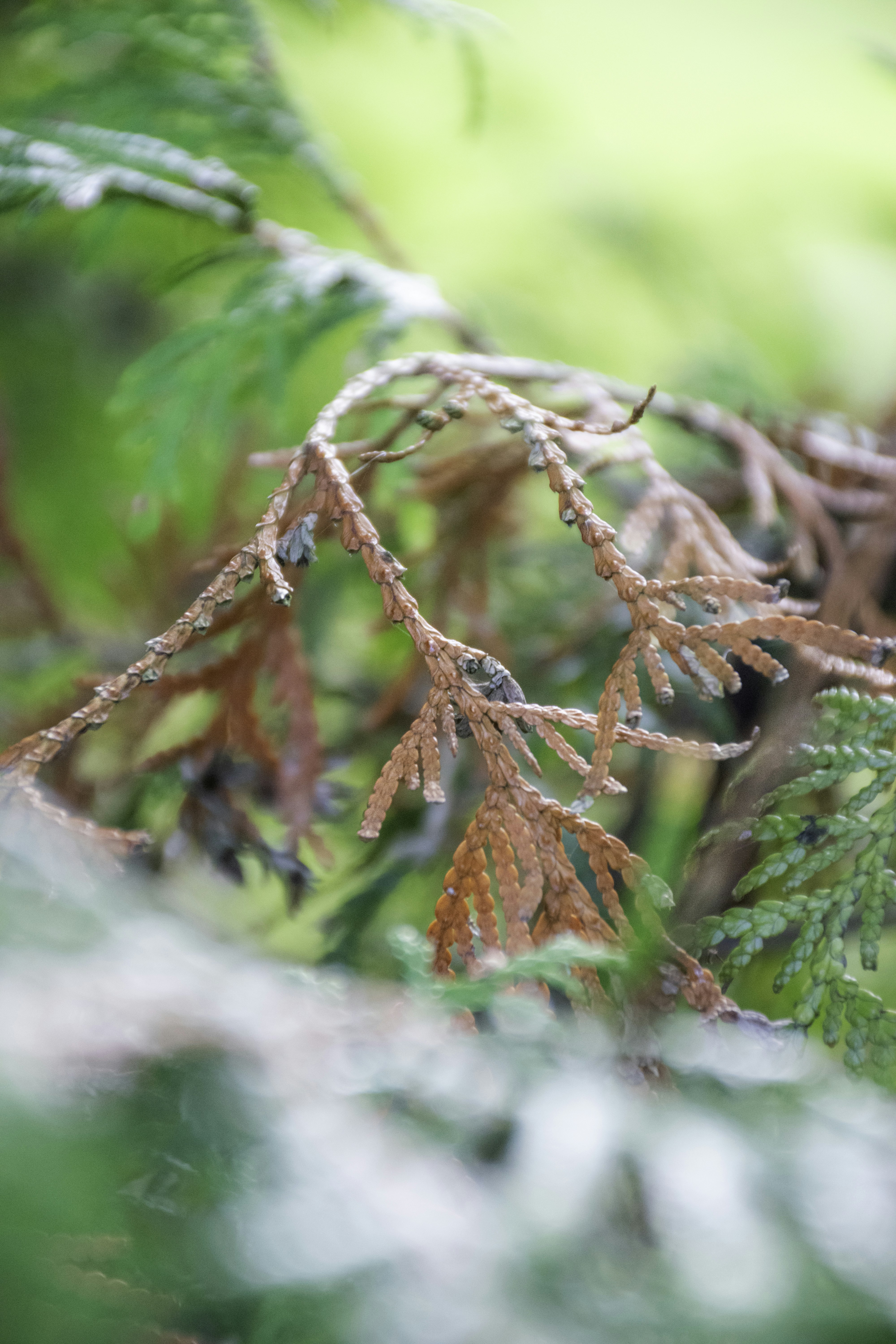 Whispers of the Forest: A Close-Up on Nature's Textures