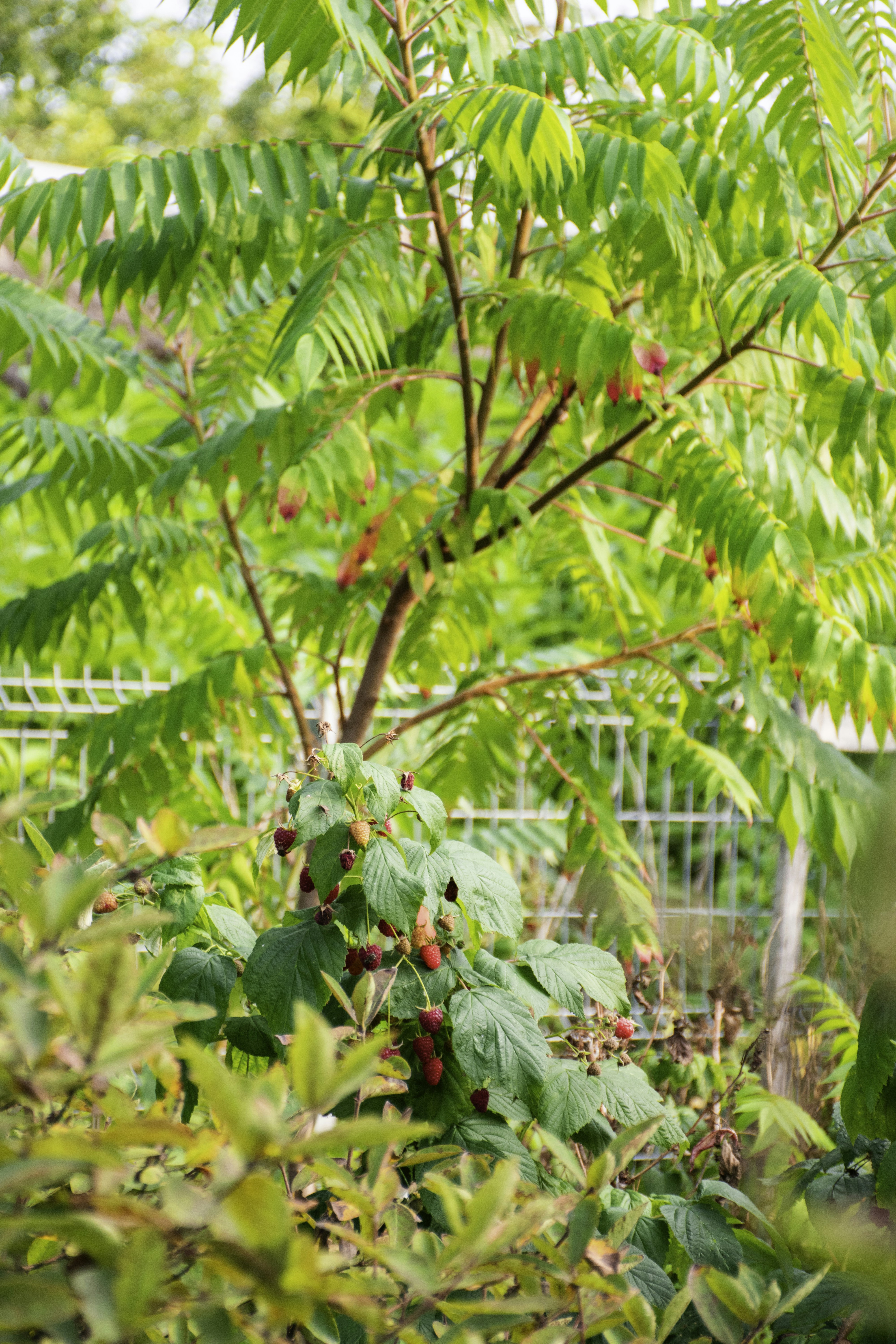 Raspberry bush with ripe red berries in sunlight.