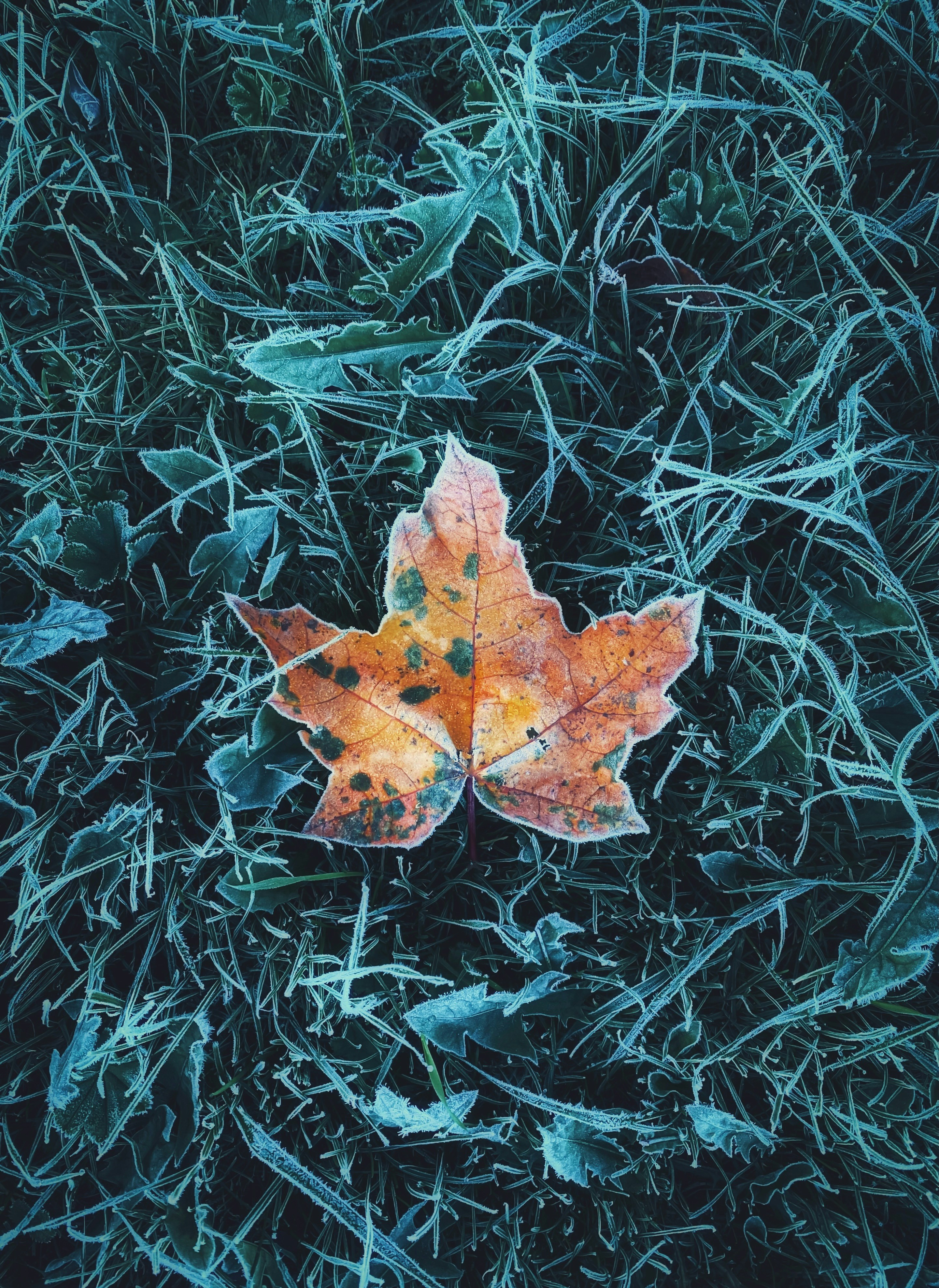 Autumn's Last Stand: A Leaf's Resilience