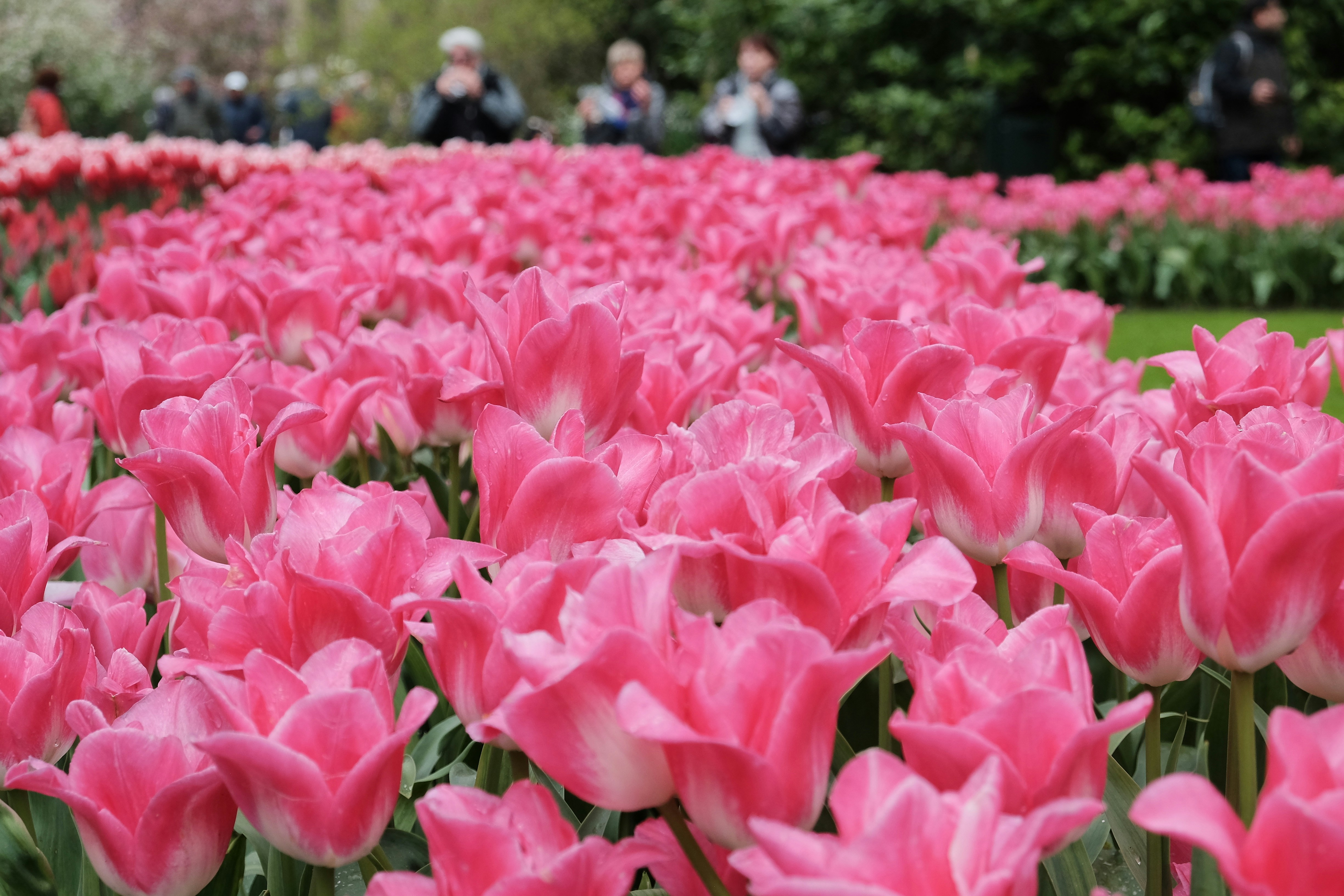 Vibrant pink tulips create a lush foreground, with blurred figures of visitors admiring the floral display in the background.