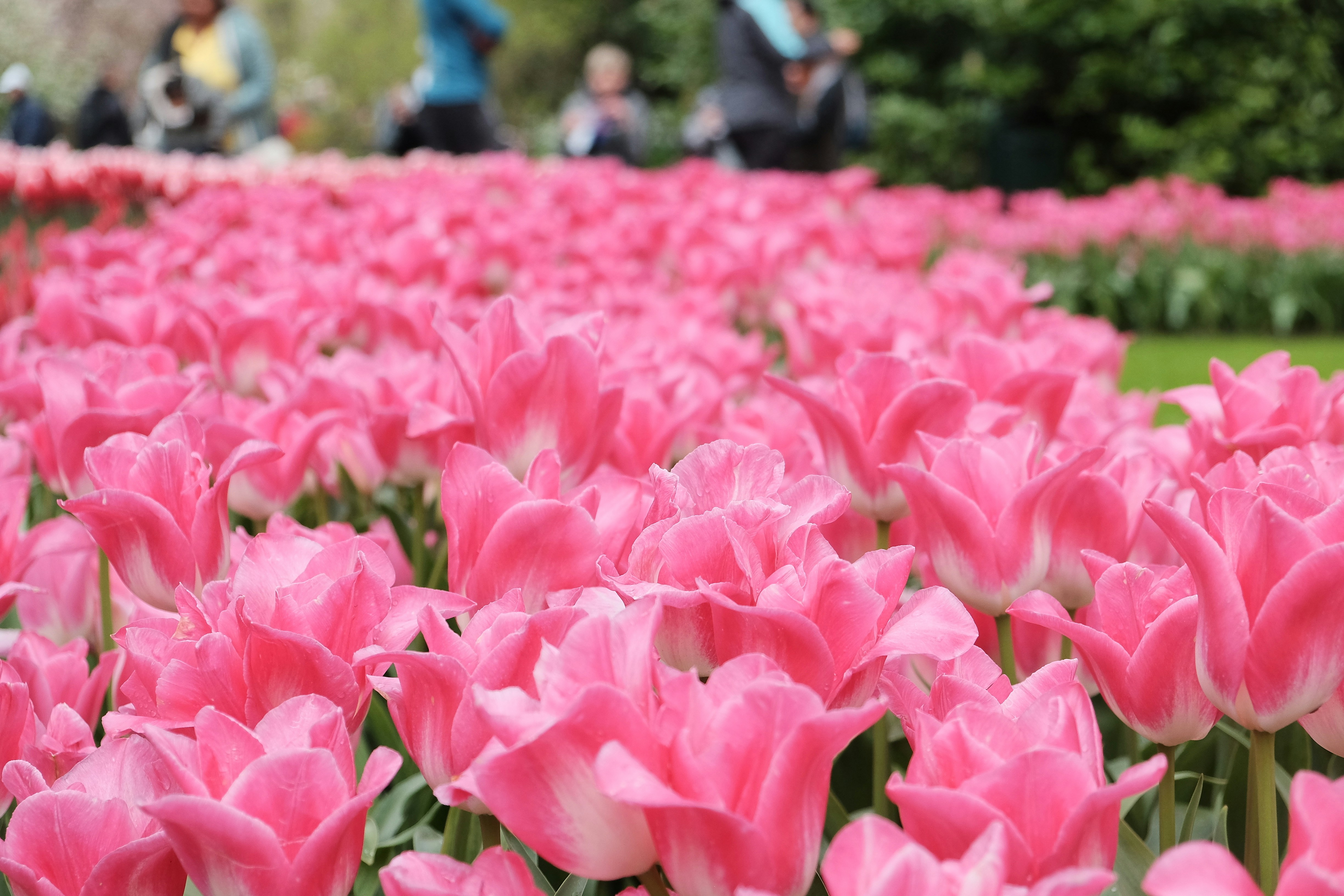 Petals in a Sea of Pink: Focused Tulips, Soft-Blurred Background Crowd