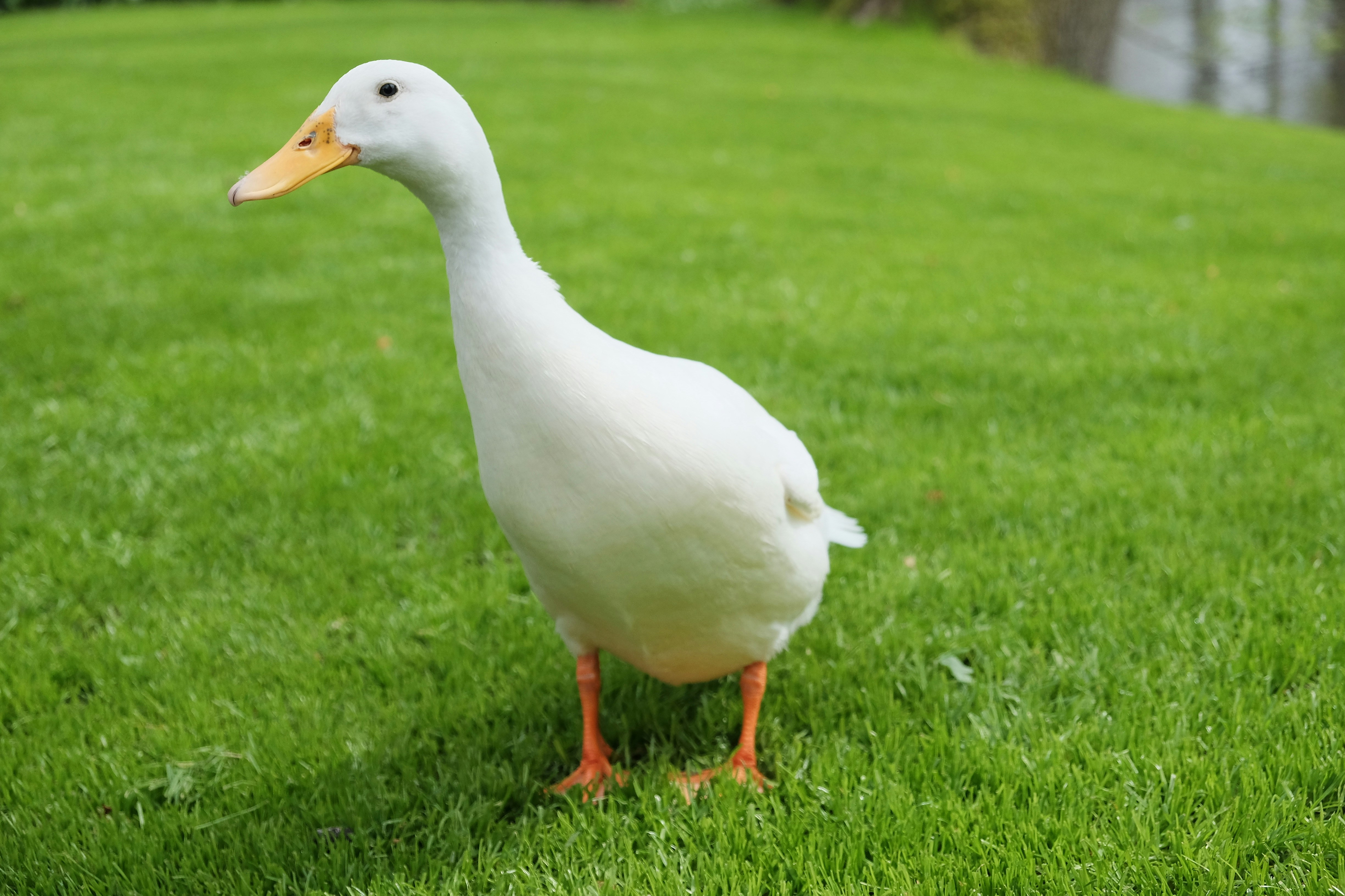 A white duck stands on a green grassy field.